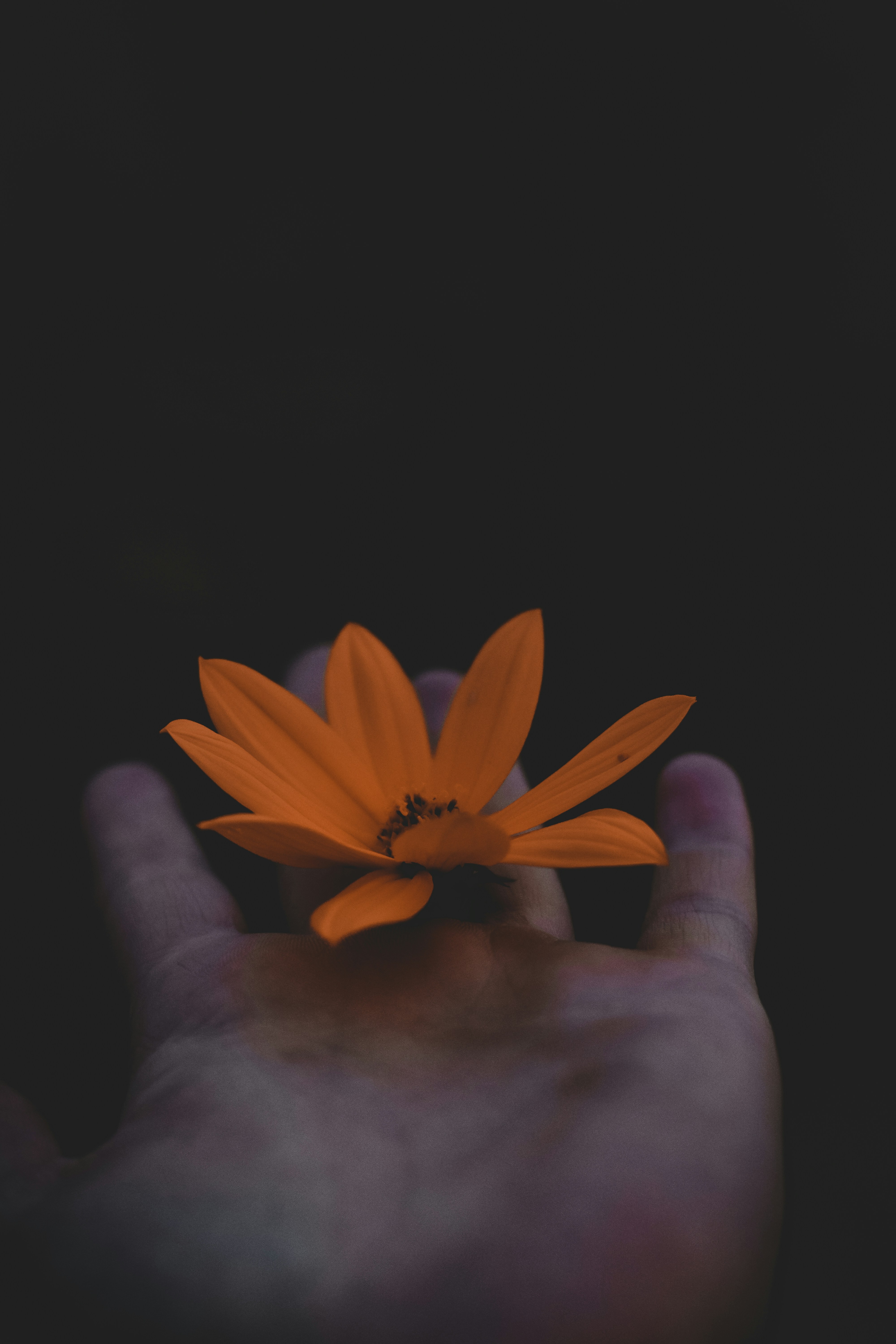 Cradled Ember: An Orange Blossom in Velvet Darkness