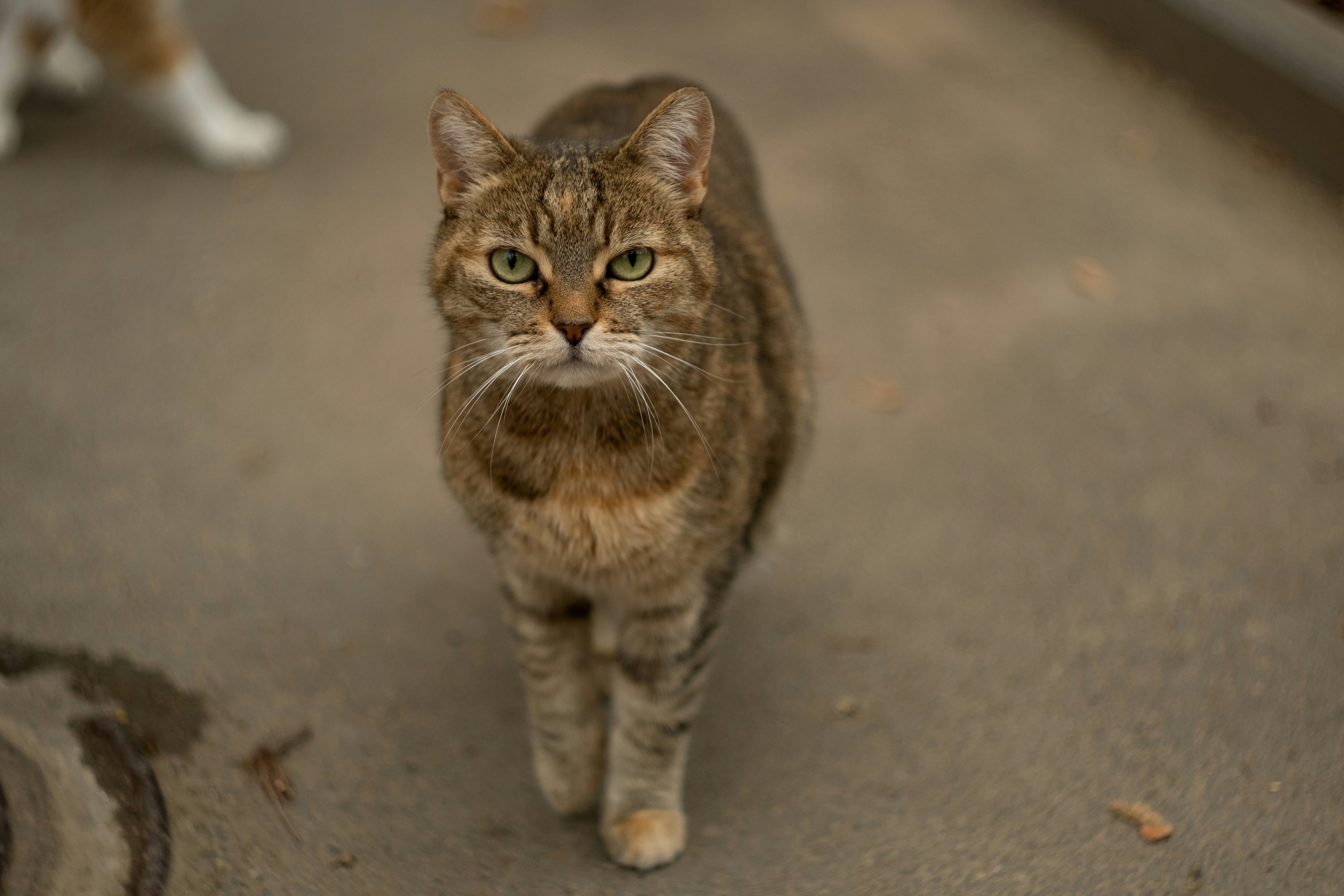Curious Gaze on Concrete: A Street Cat Approaches