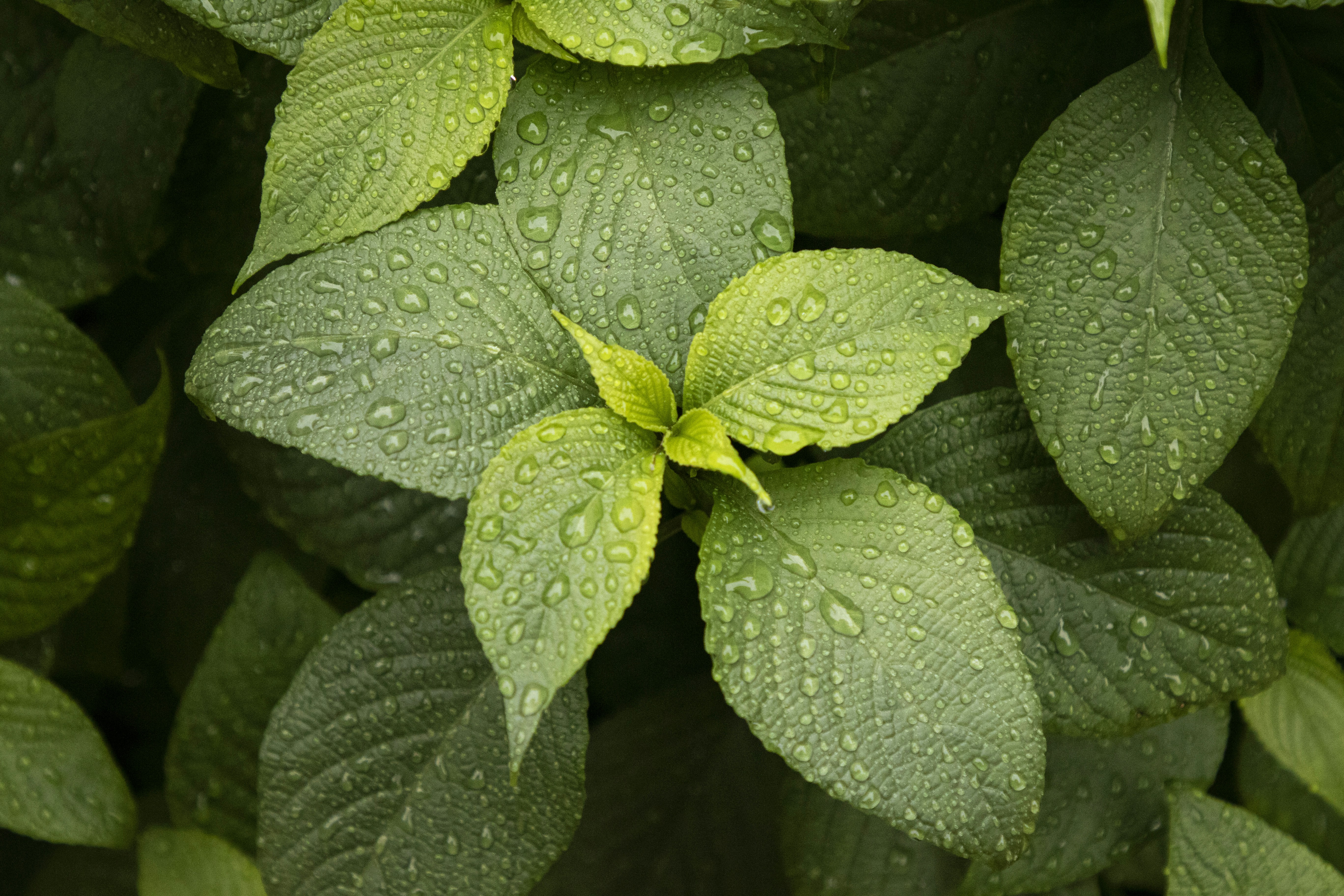 Close-up of lush green leaves adorned with water droplets, showcasing the intricate textures and vibrant hues of nature.