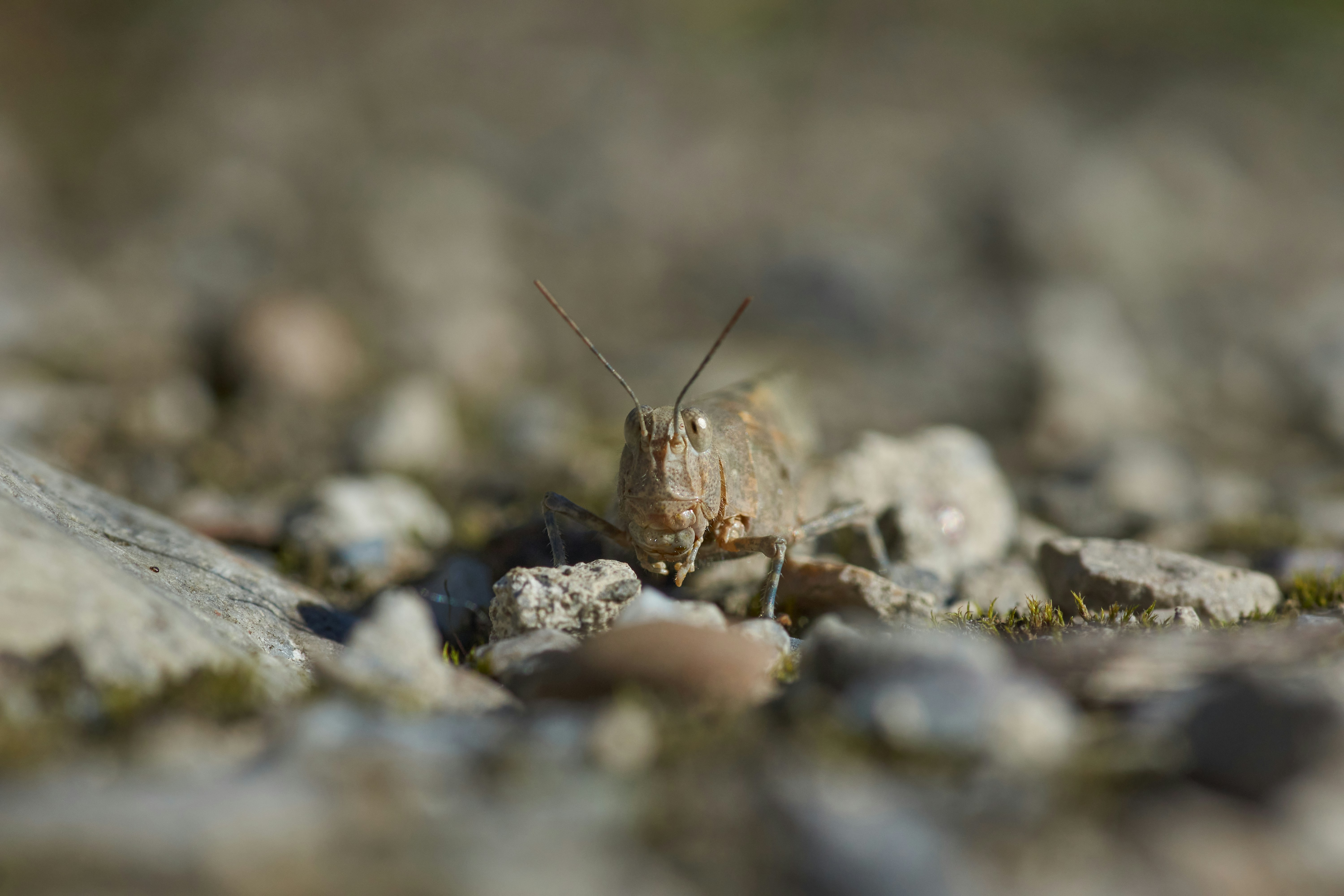Close-up of a grasshopper poised among pebbles, showcasing its intricate details and textures. The low angle highlights the natural environment.