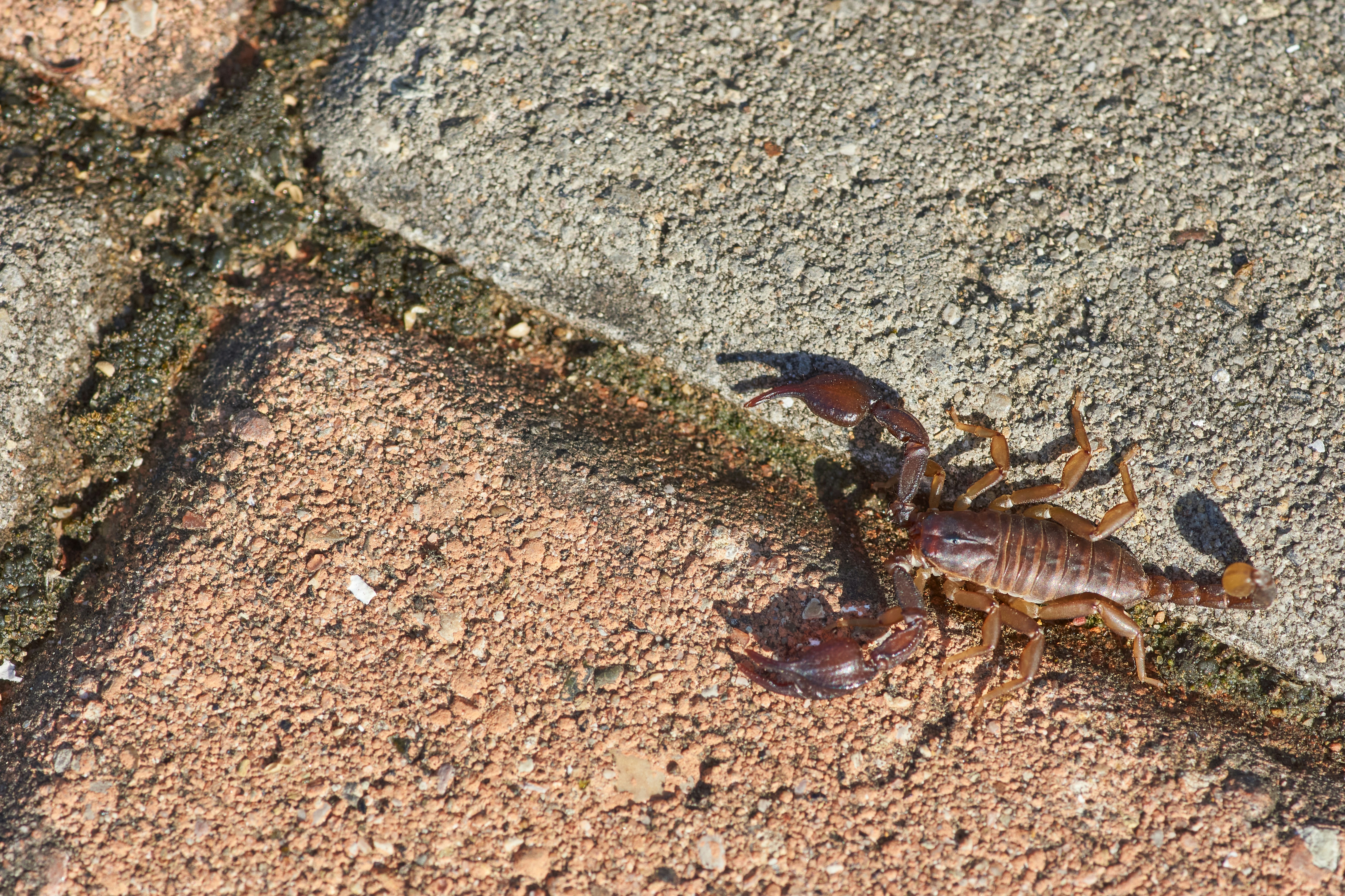 A scorpion crawling on the side of a road photo – Free Animal Image on ...