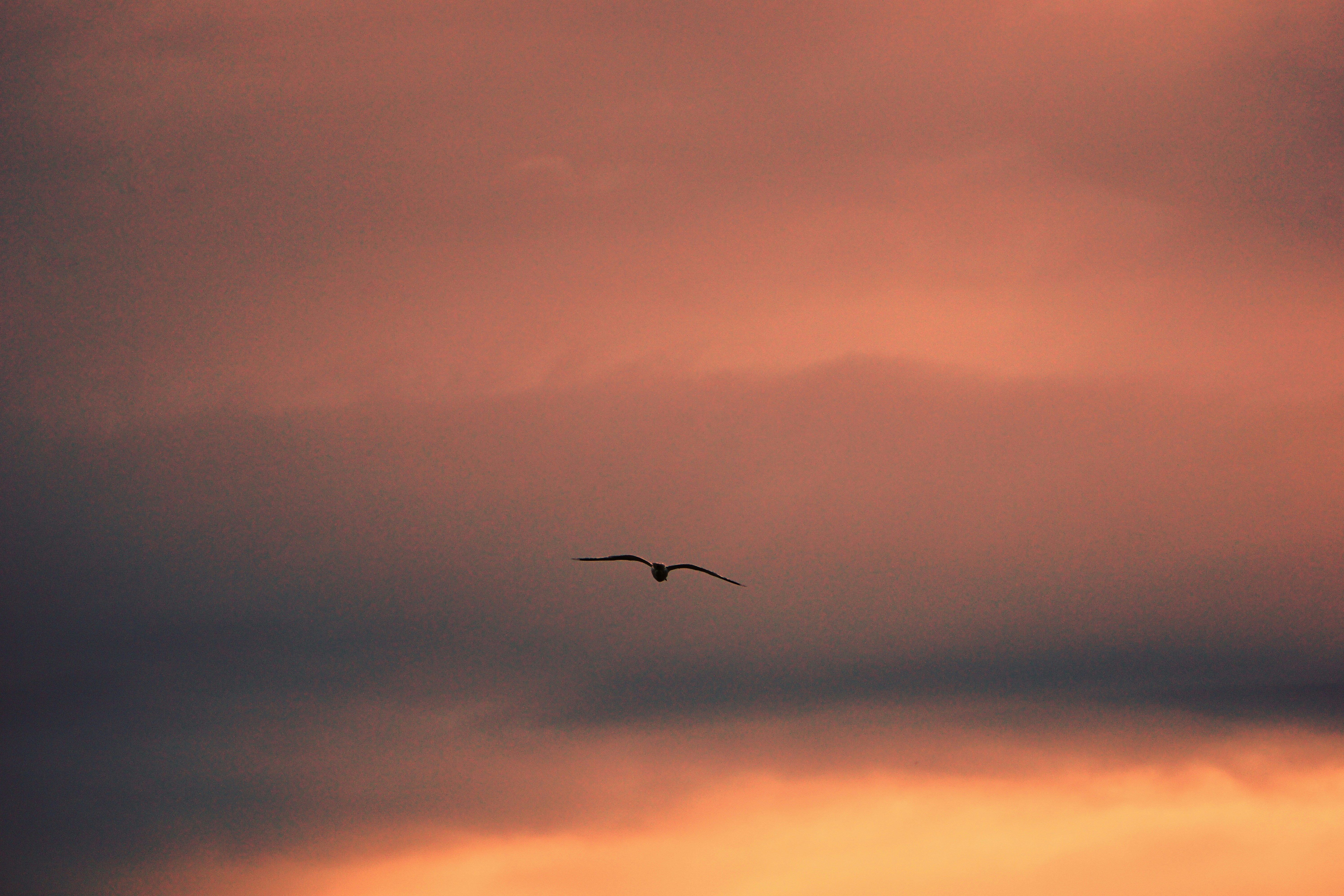 A solitary bird glides across a colorful sky at dusk, silhouetted against the vibrant clouds. The scene captures the essence of freedom and tranquility.