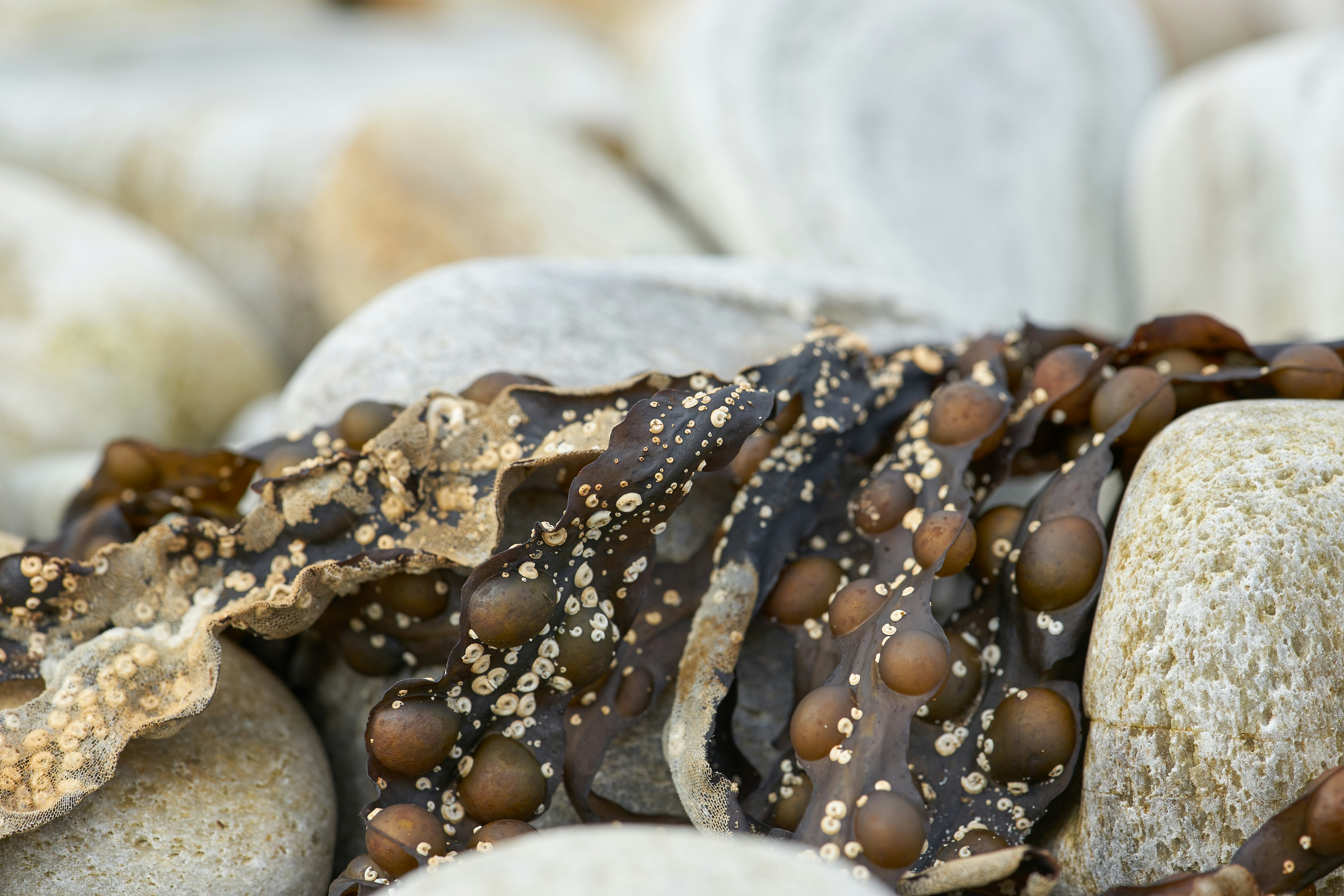 Bubble-Coated Seaweed Draped Across Weathered Pebbles