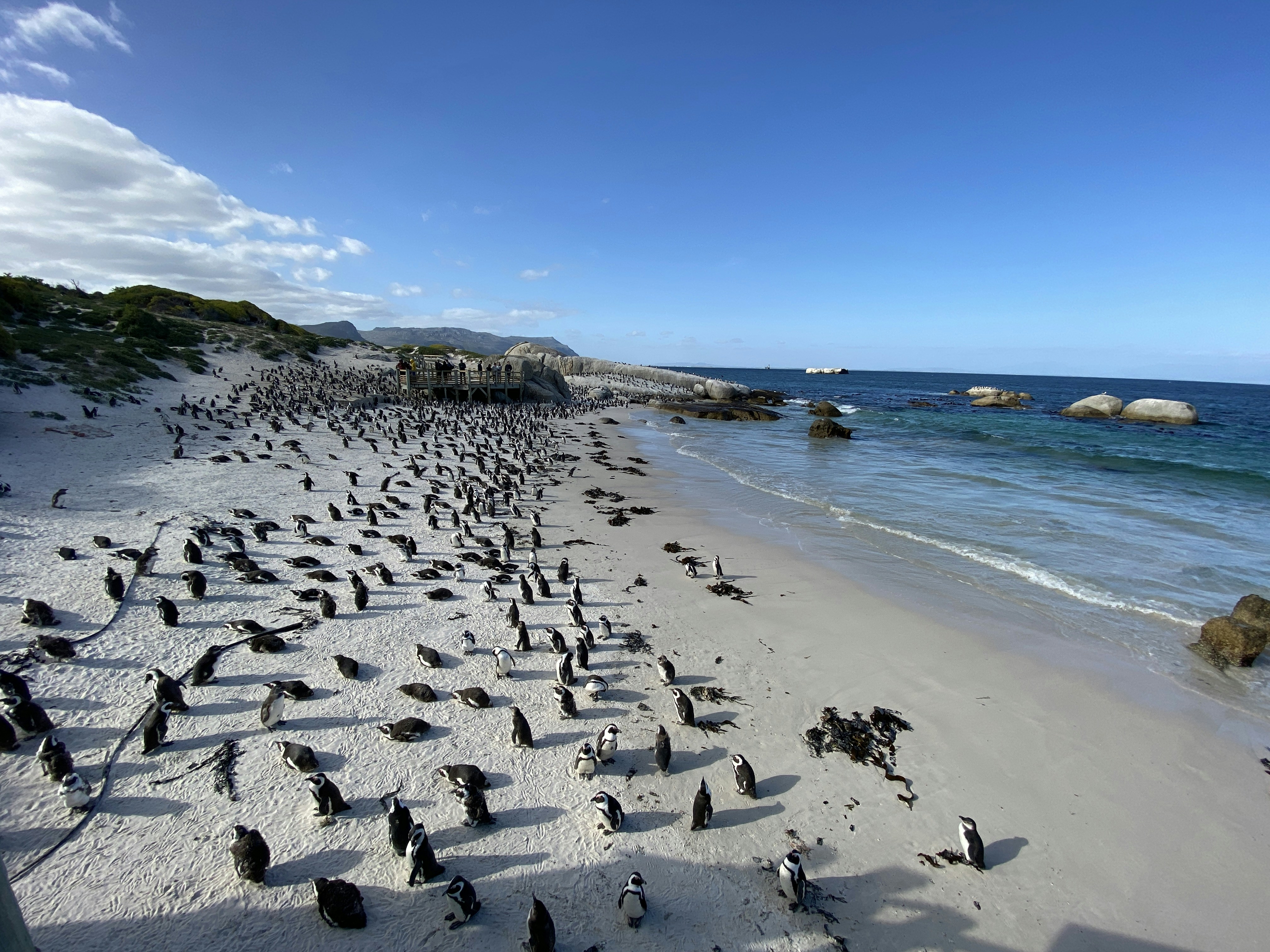 Penguins scattered across a sandy beach under a clear blue sky.