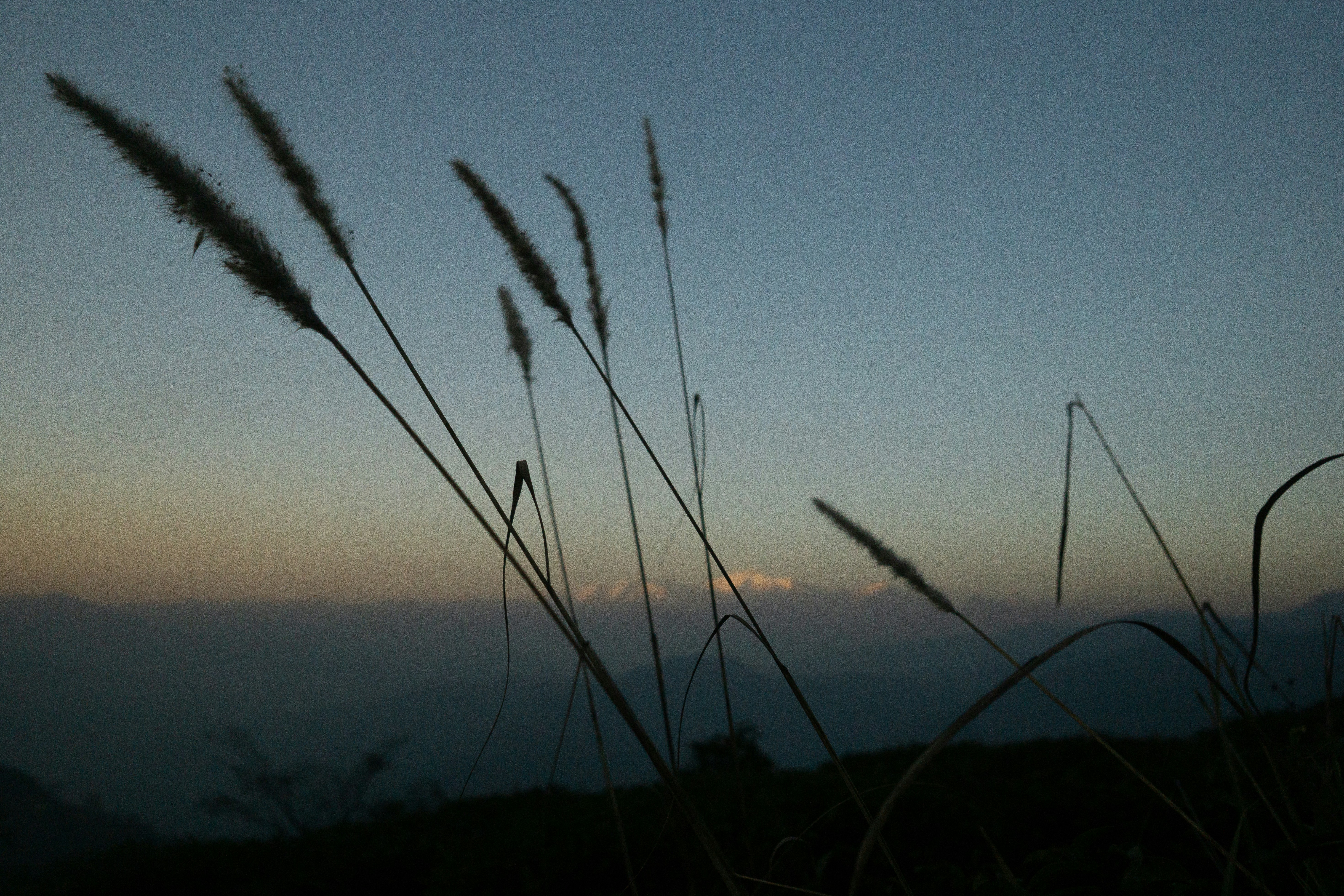 Dawn-Grass Silhouettes Against a Quiet Horizon