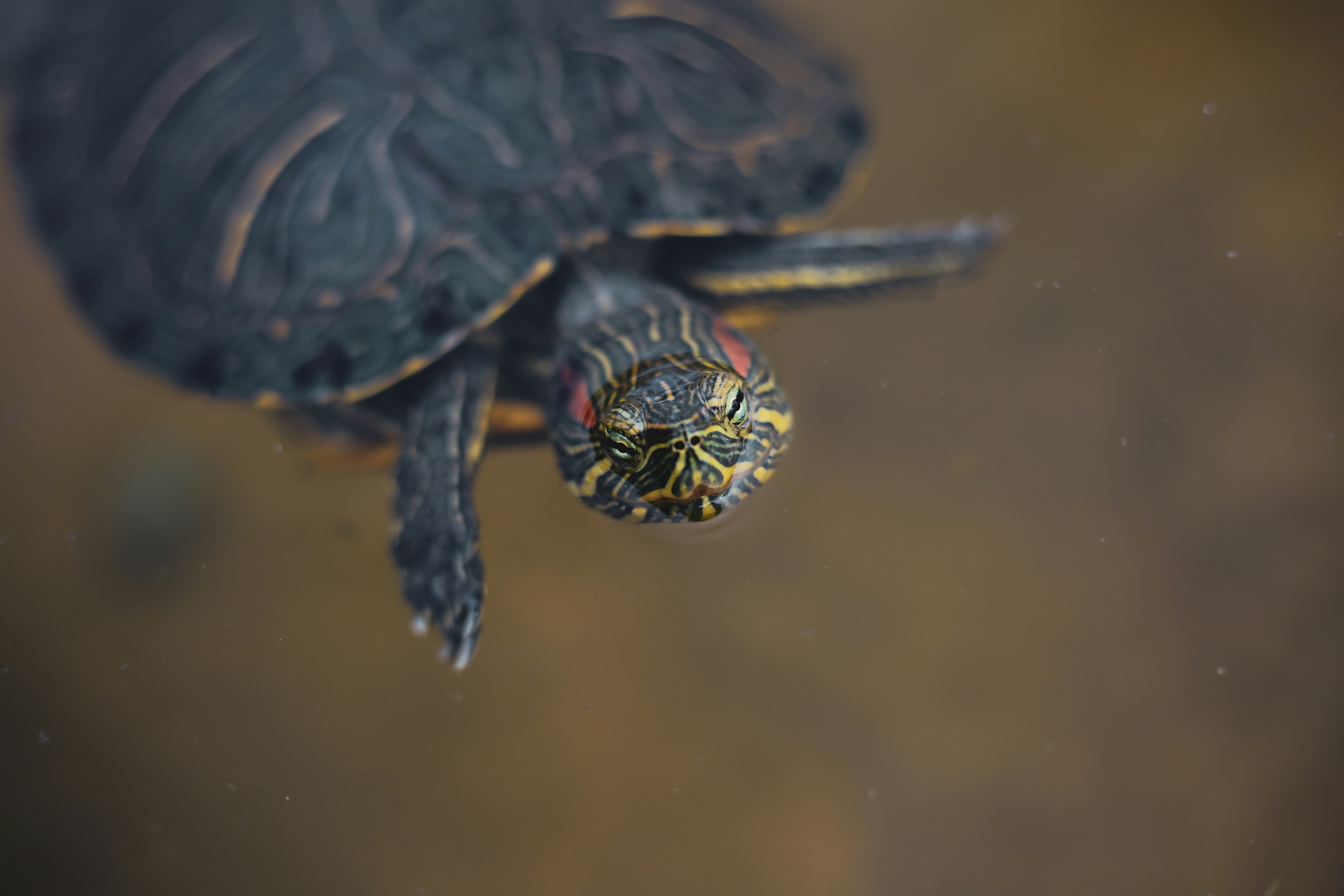 Close-up of a turtle swimming gracefully, showcasing its intricate shell patterns and vibrant markings. The serene water environment adds depth to the scene.