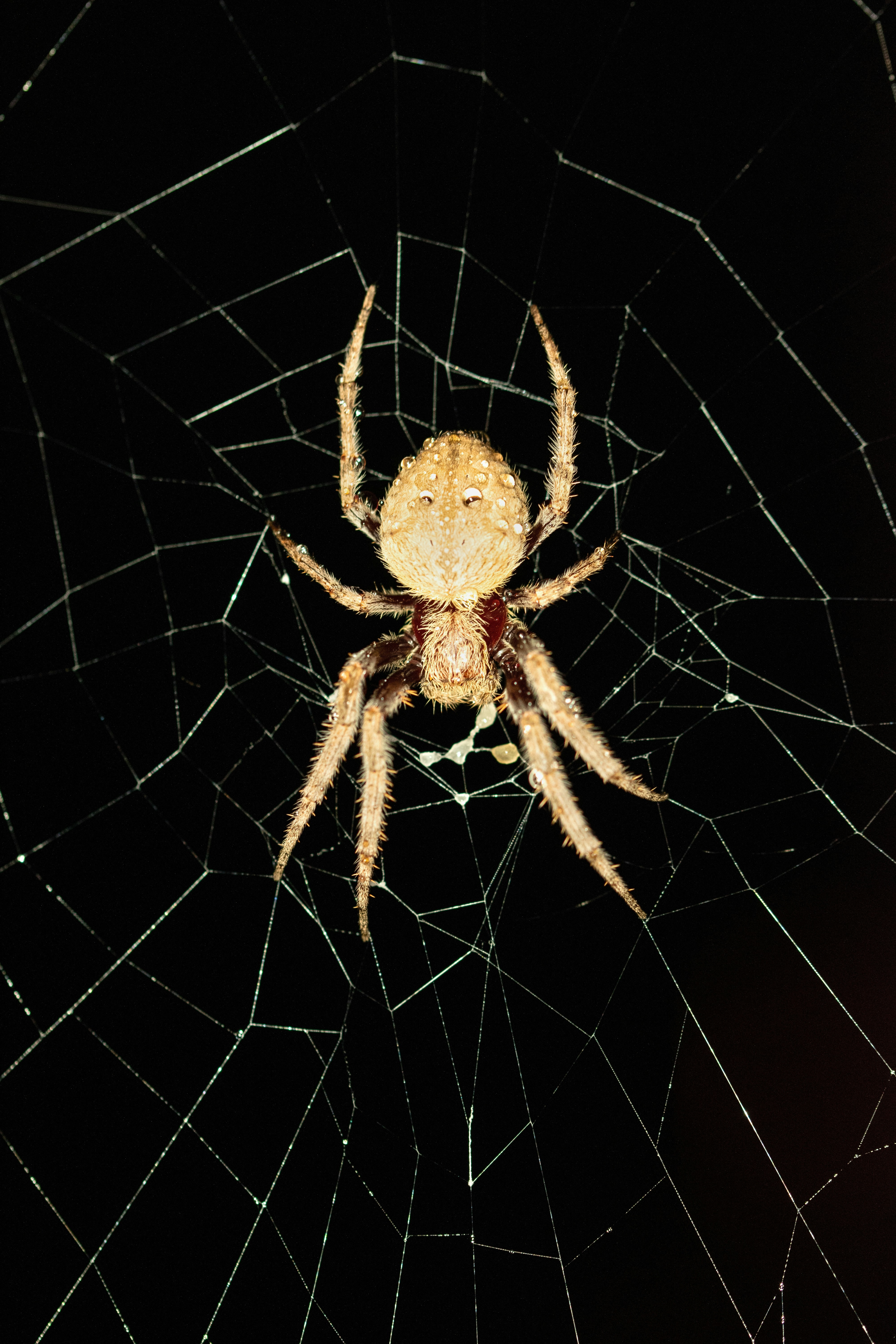 Midnight Silk: Tan Orb-Weaver Anchored in a Geometric Web