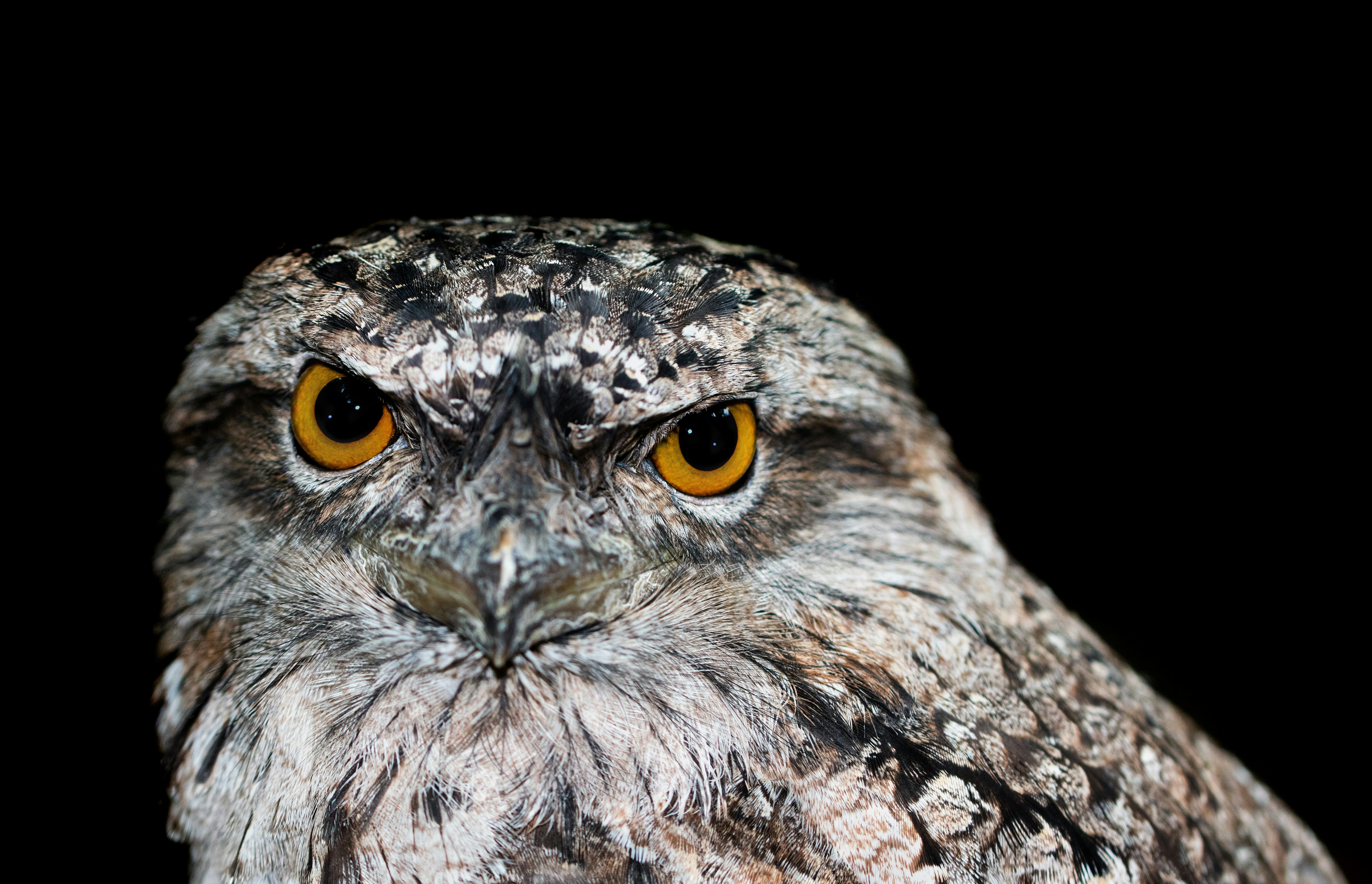 Night Owl Pictures | Download Free Images on Unsplash