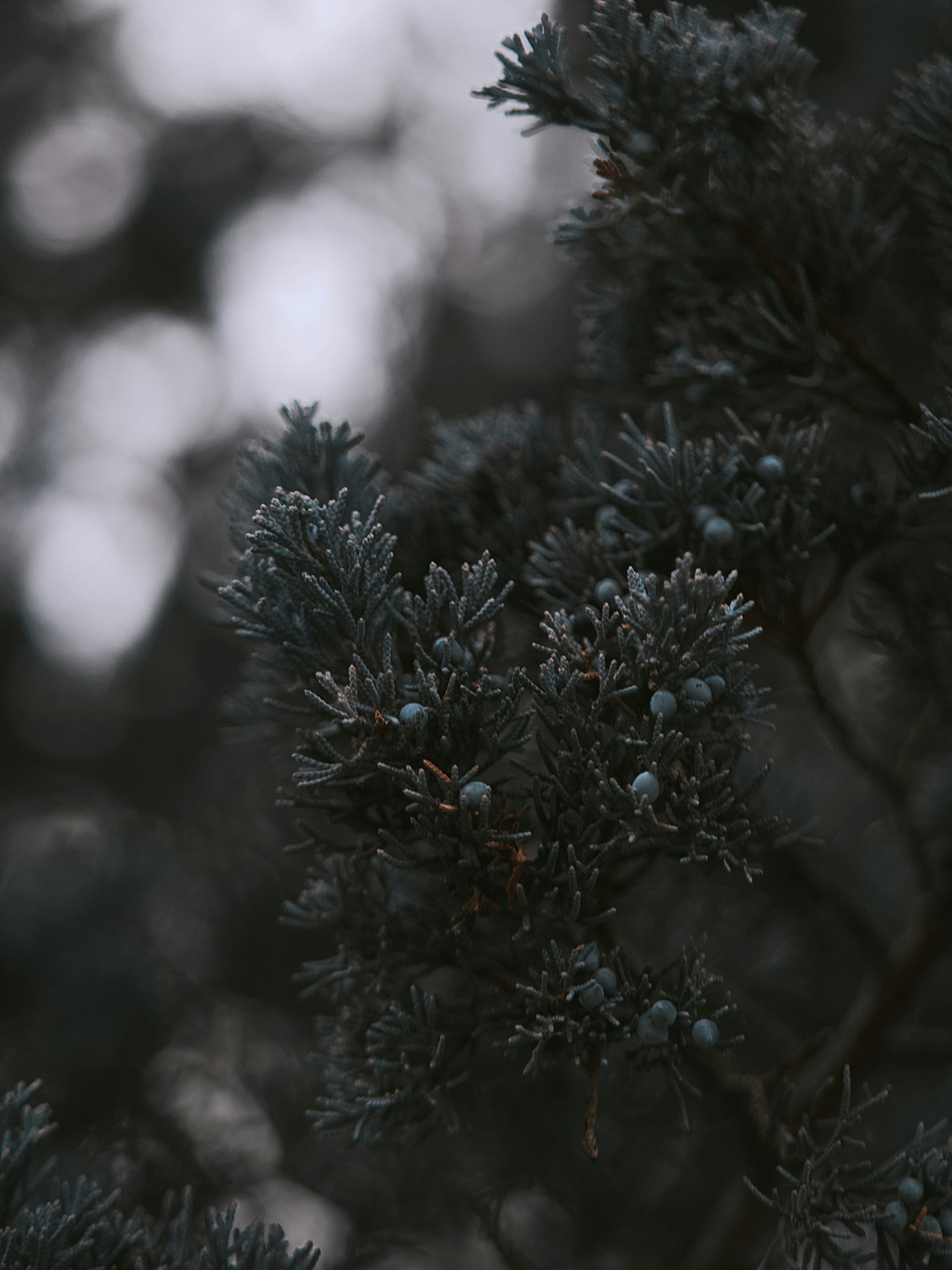 Close-up of evergreen foliage adorned with subtle blue berries against a softly blurred background. The intricate details of the leaves create a serene atmosphere.