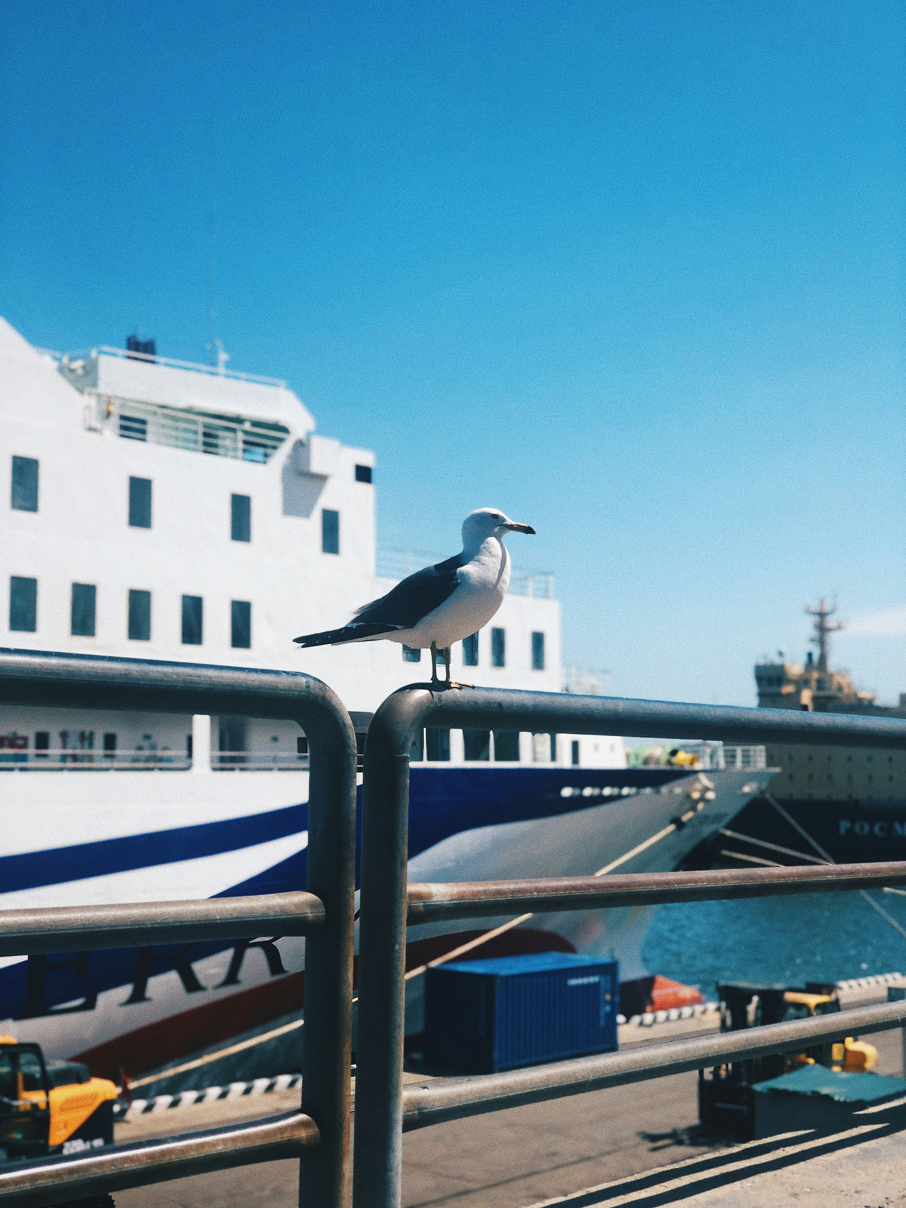 Seagull on a Rail: Harbor Calm Under a Blue Sky