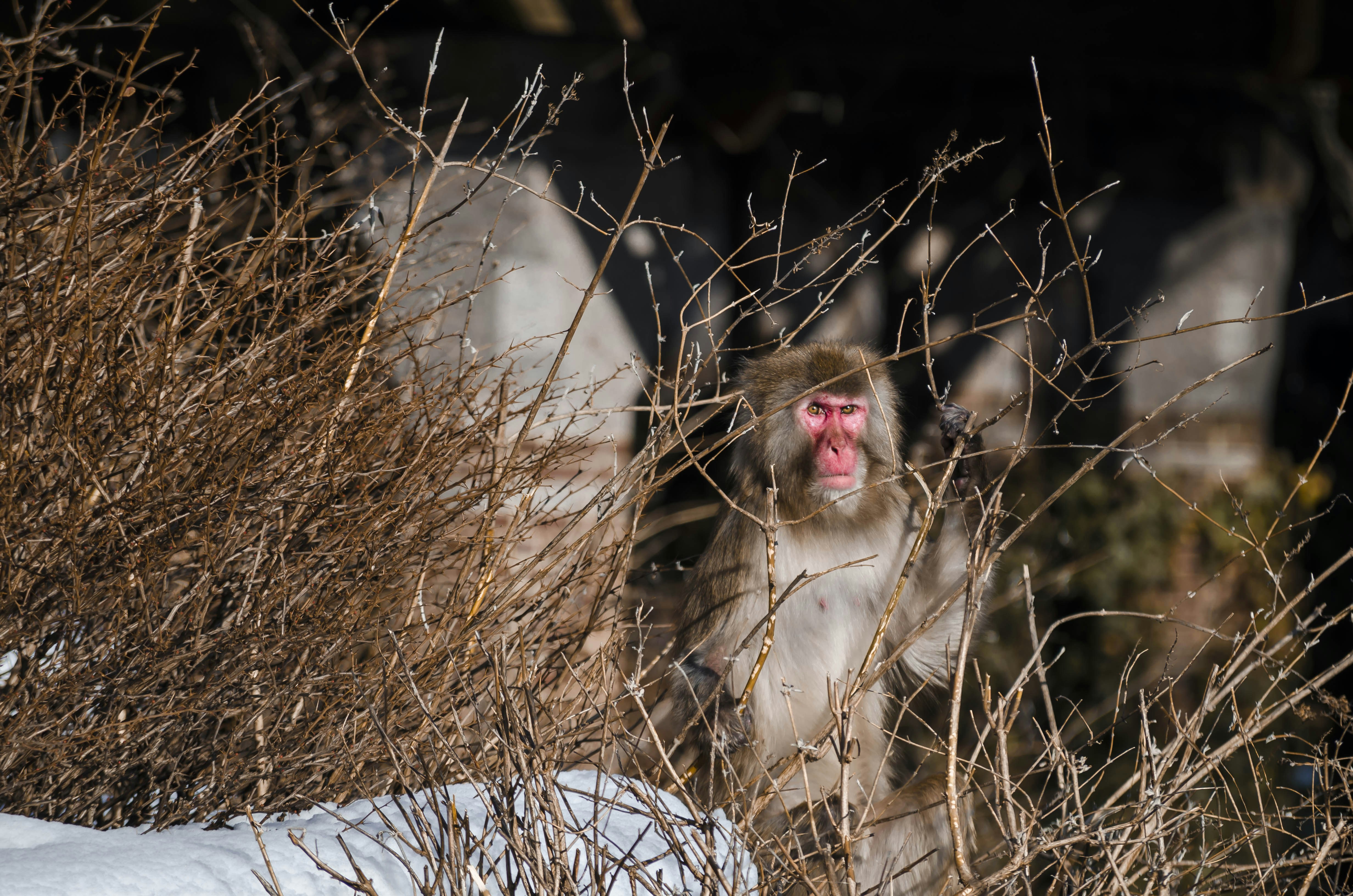 A Japanese macaque peering through sparse branches, with a snowy landscape in the foreground and blurred figures in the background.