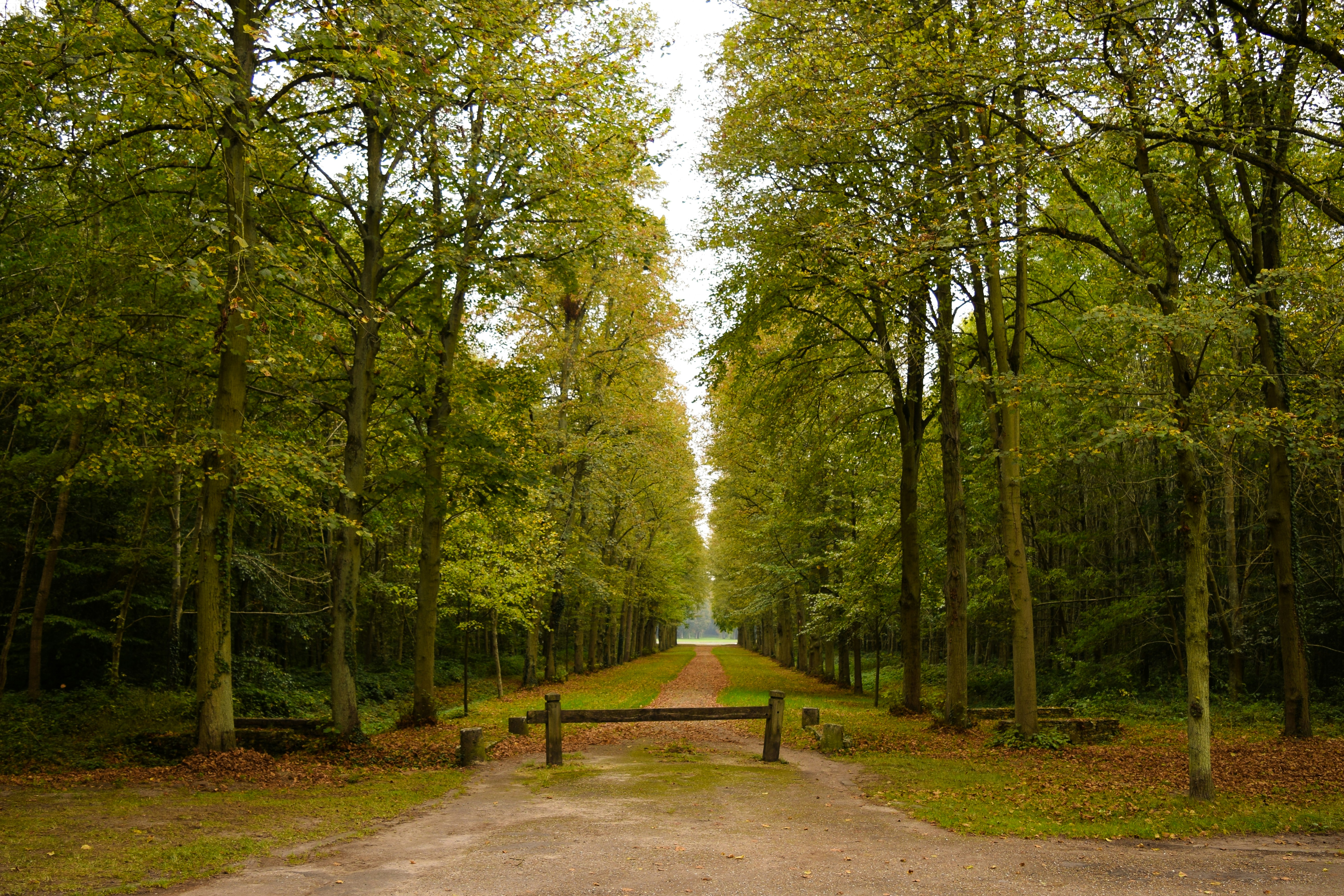 Tree-lined pathway under a canopy of lush green foliage during daylight.