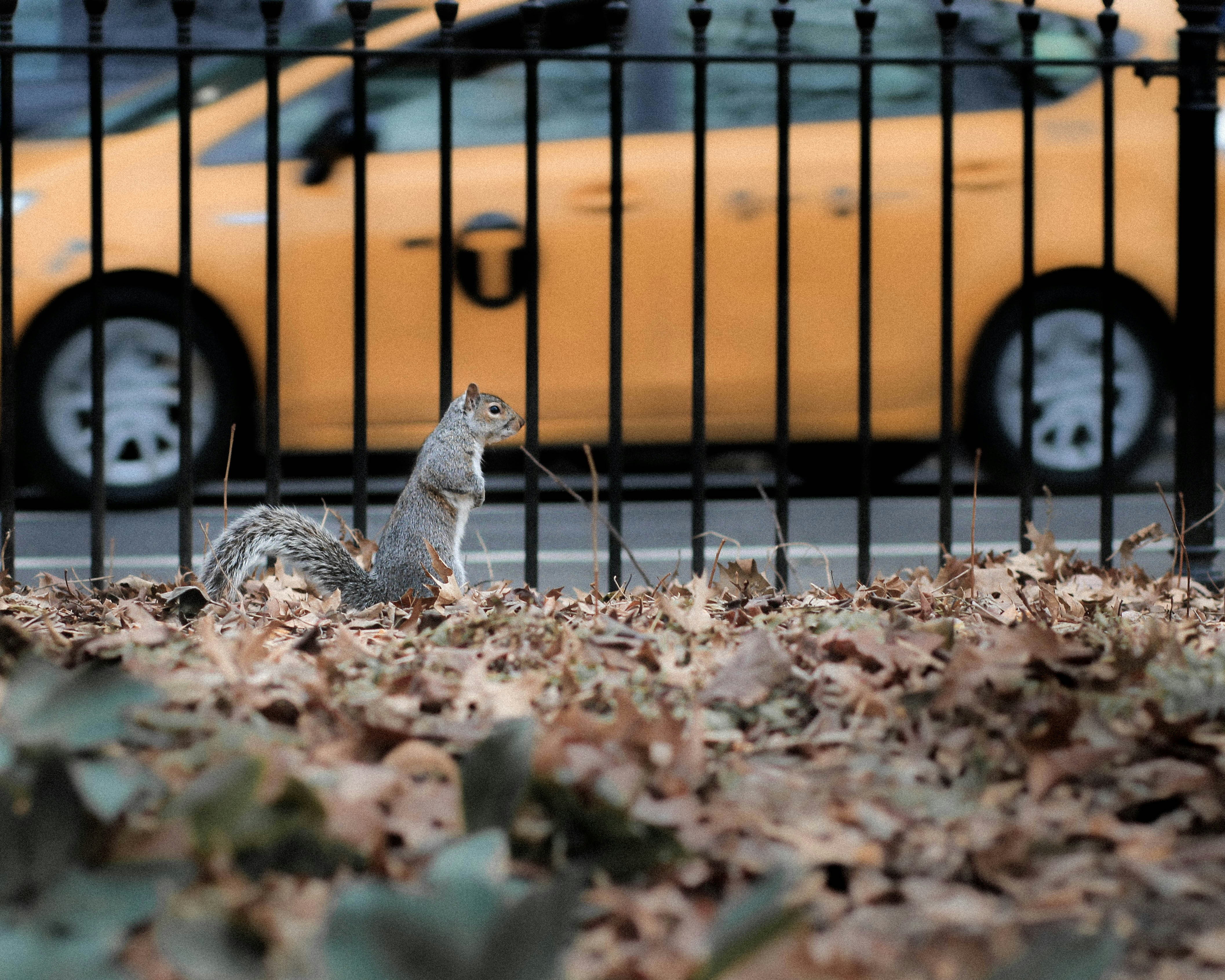 Squirrel at the Leaf-Litter Edge Under a City Fence