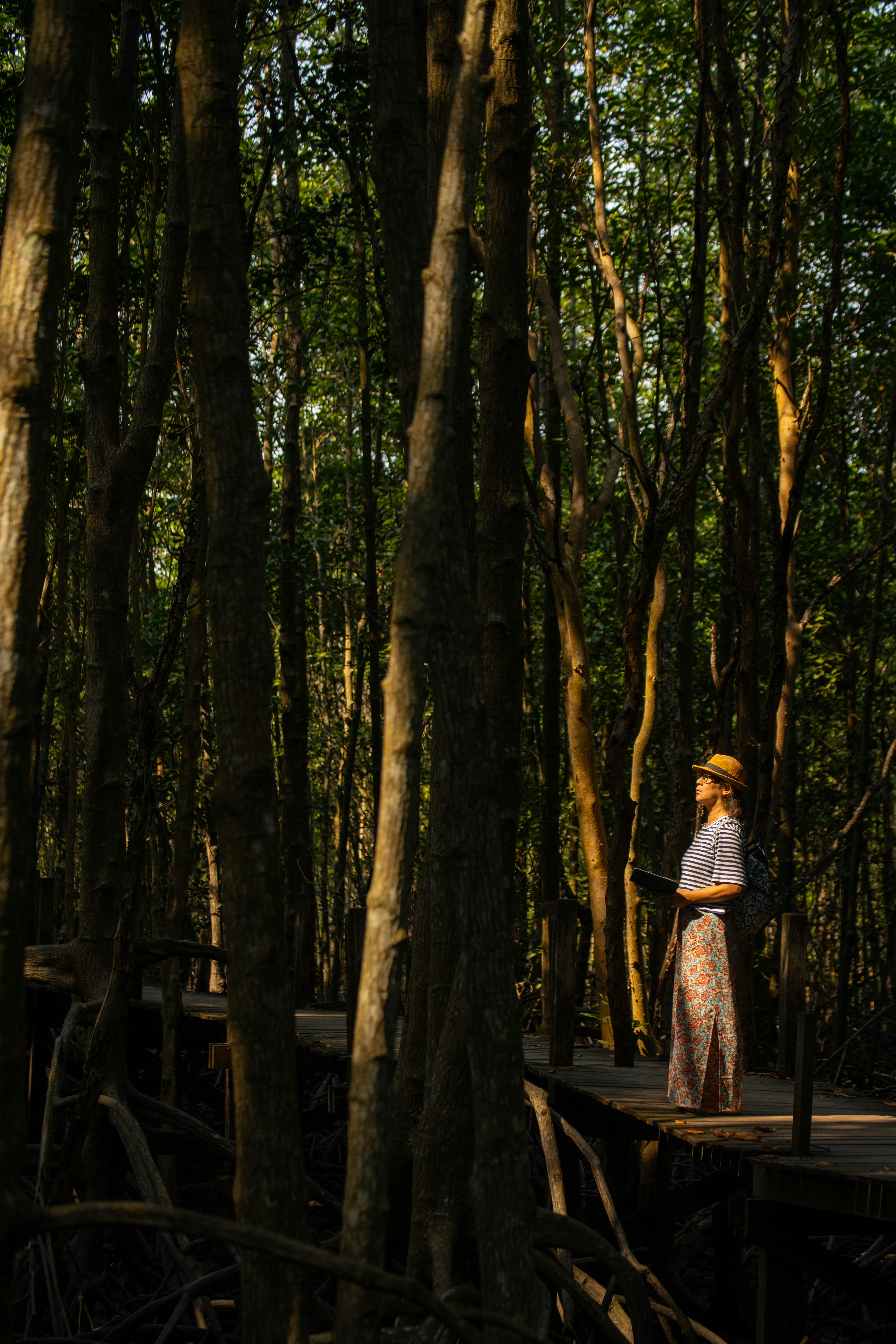 Person standing on a wooden boardwalk surrounded by tall mangrove trees in dappled sunlight.