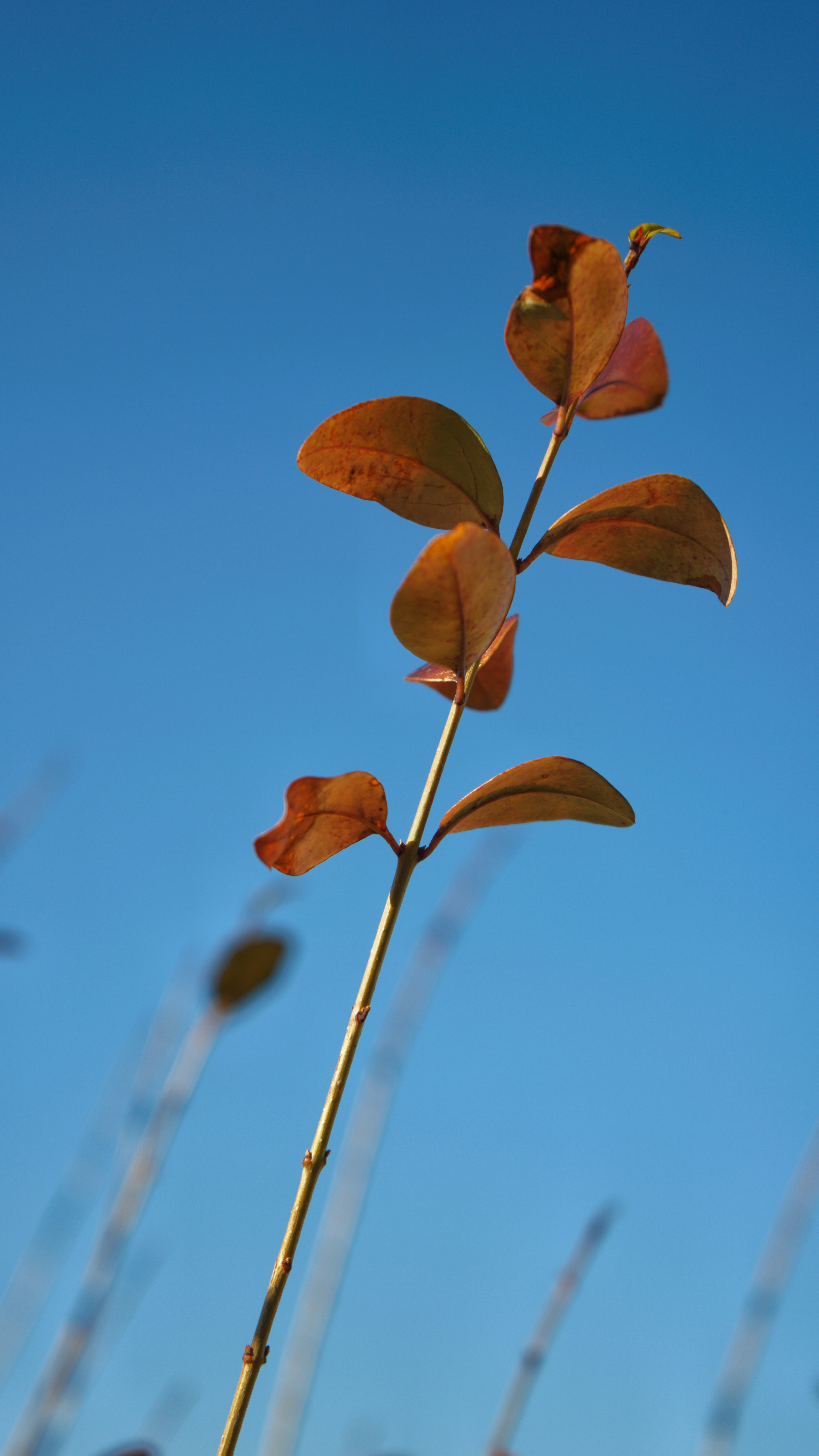 Autumn's Rusty Leaves Reaching Toward the Blue Sky