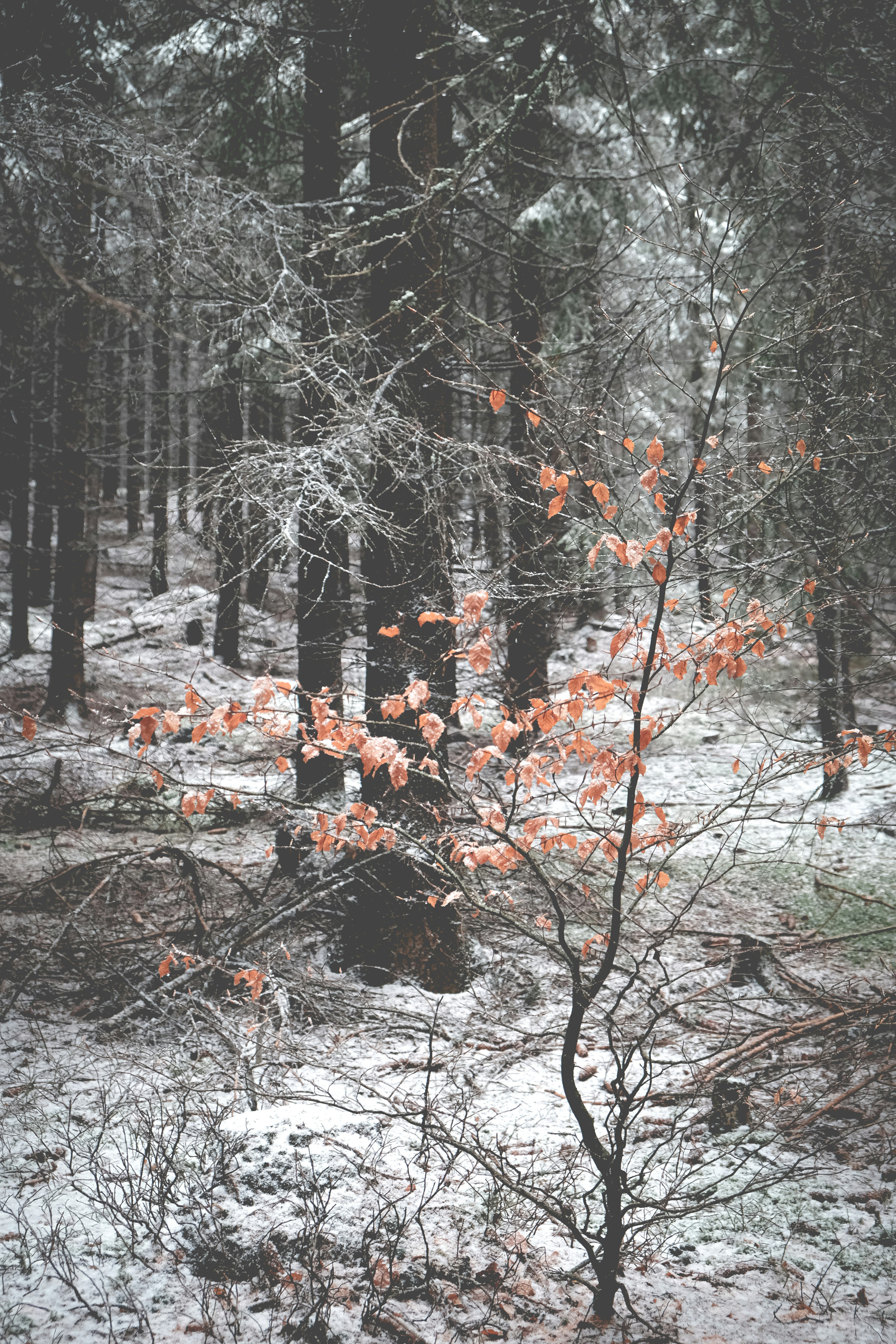 A solitary tree with vibrant orange leaves stands out against a backdrop of snow-covered forest floor and dark trunks, illustrating the transition of seasons.