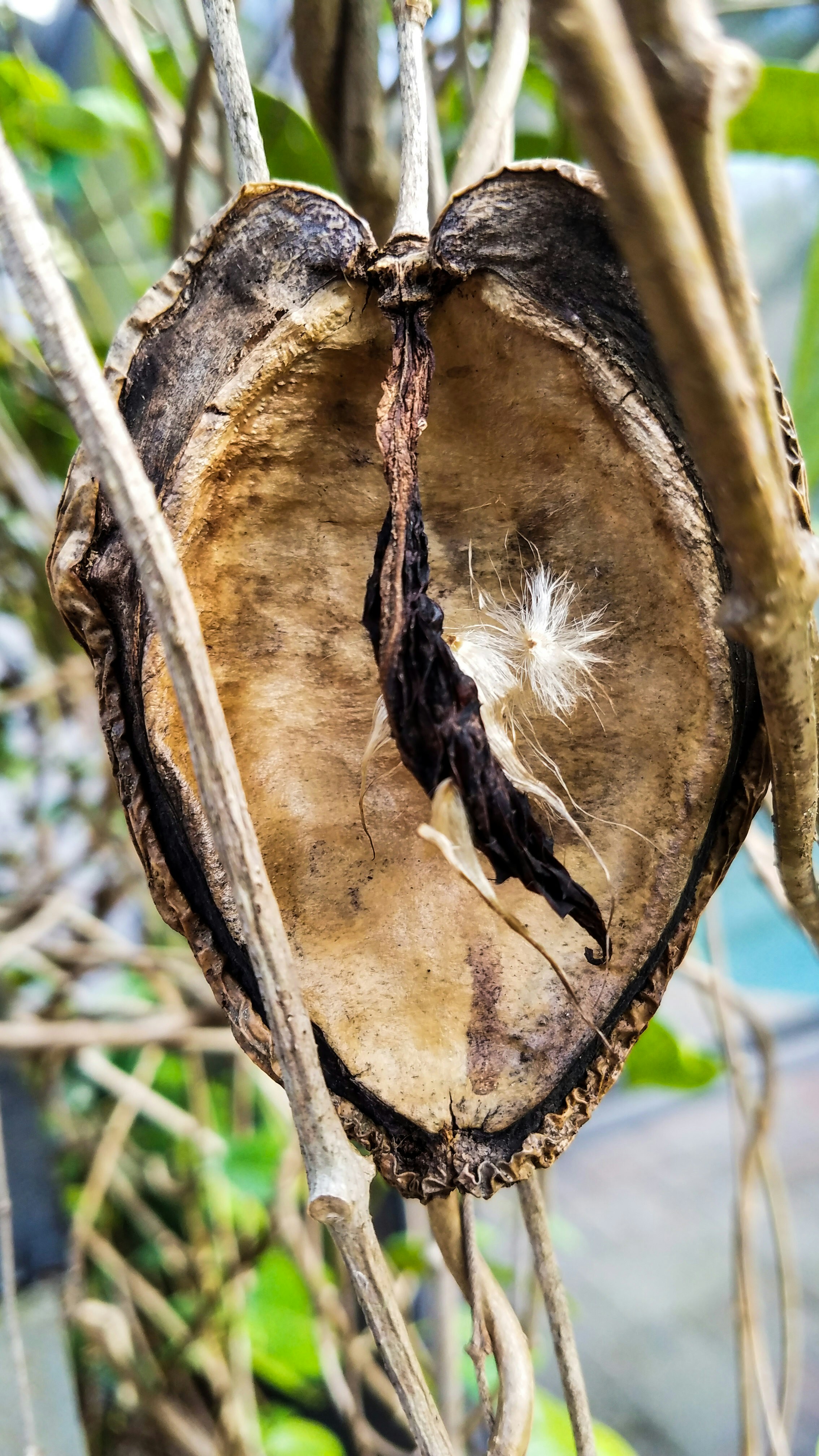 Desiccated Heart: A Dried Seedpod Cradles a Lone Downy Seed