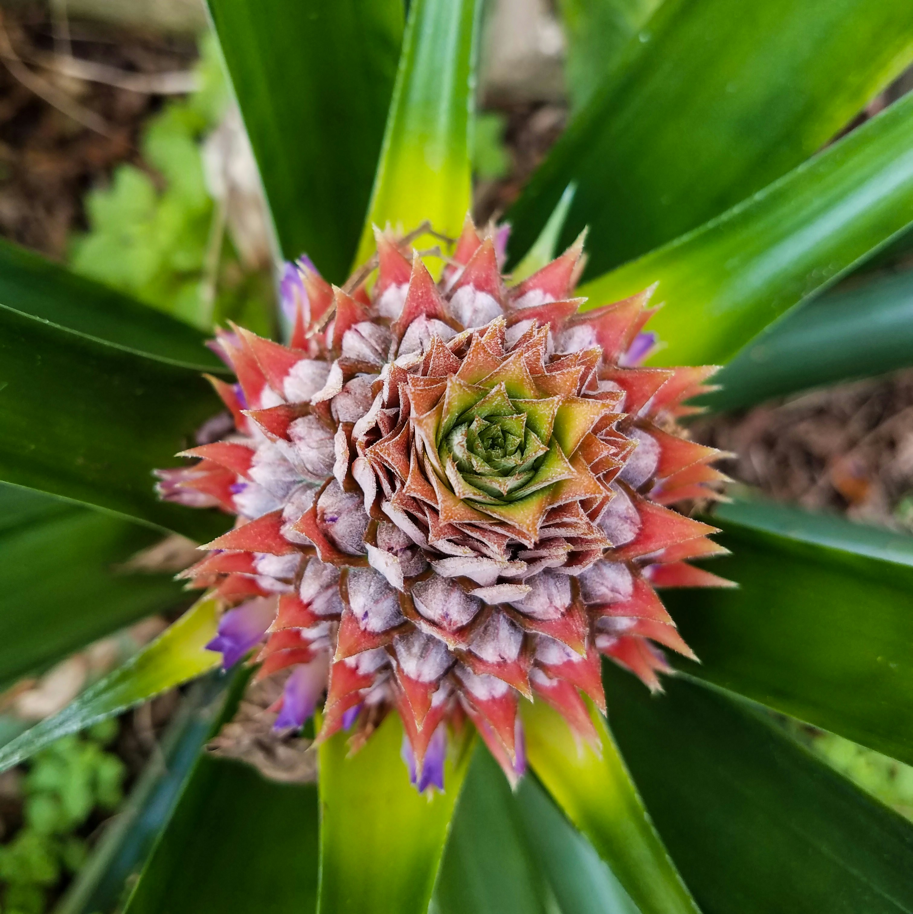 Close-up of a pineapple's crown, showcasing intricate patterns and vibrant colors of the leaves and fruit.