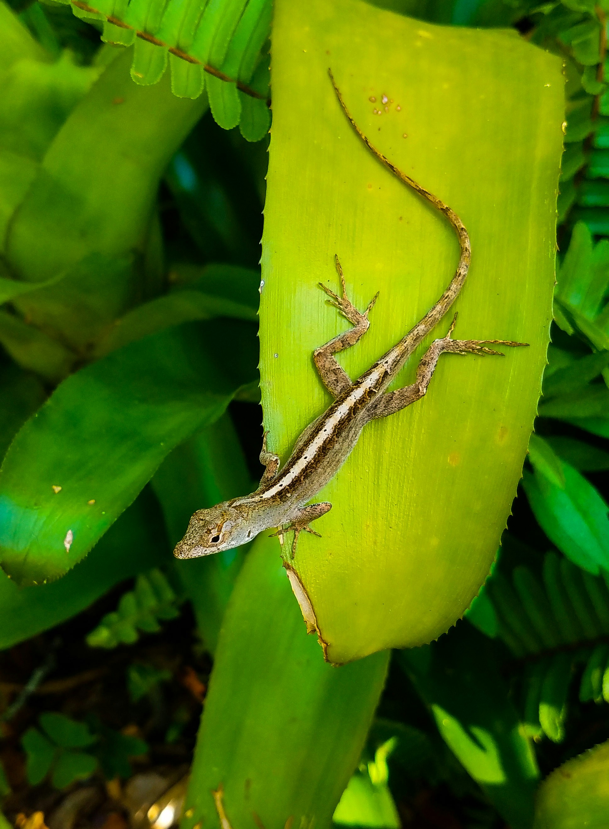 Lizard on a Bright Banana Leaf