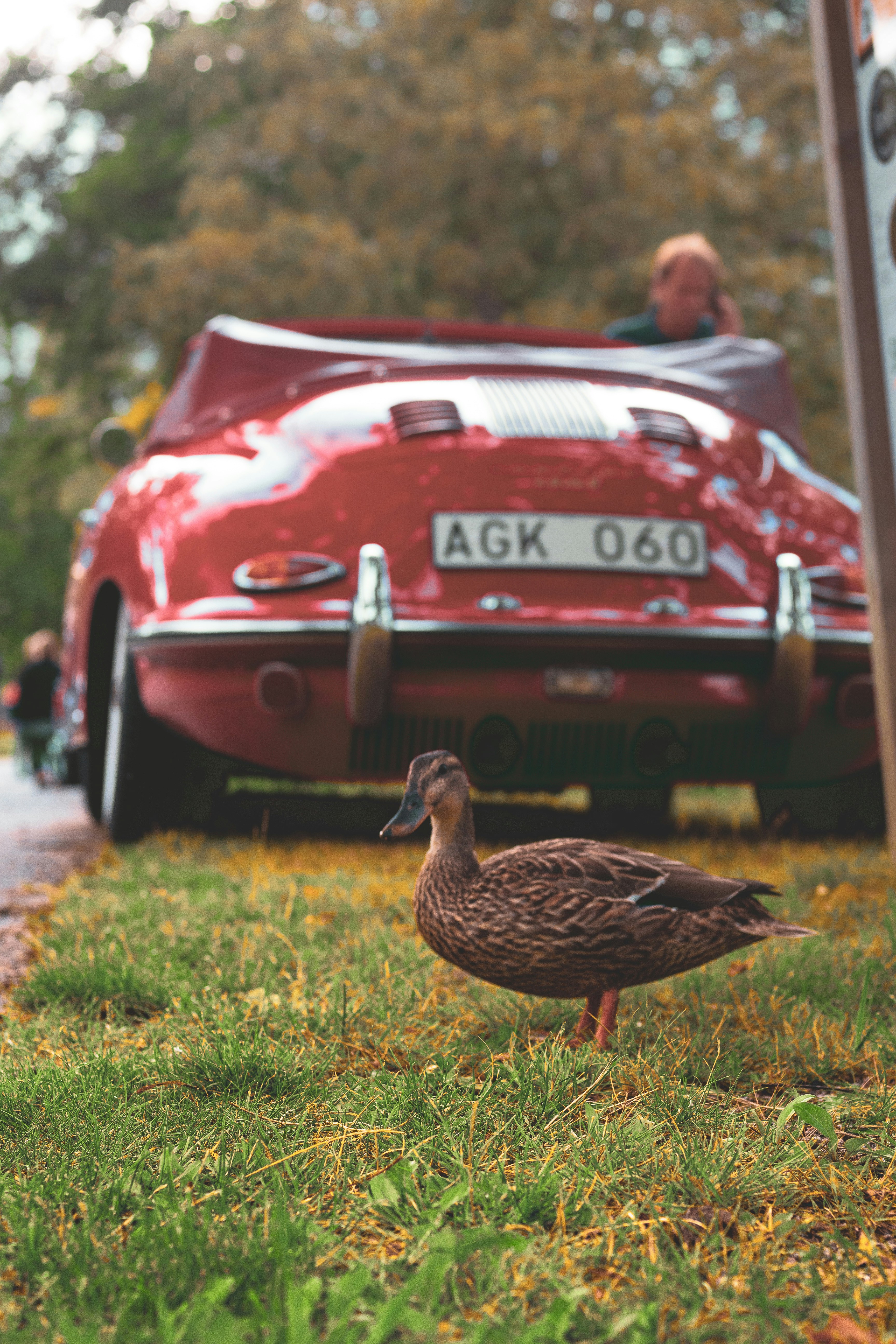 Porsche 911 with Mr. Ducky in front of it