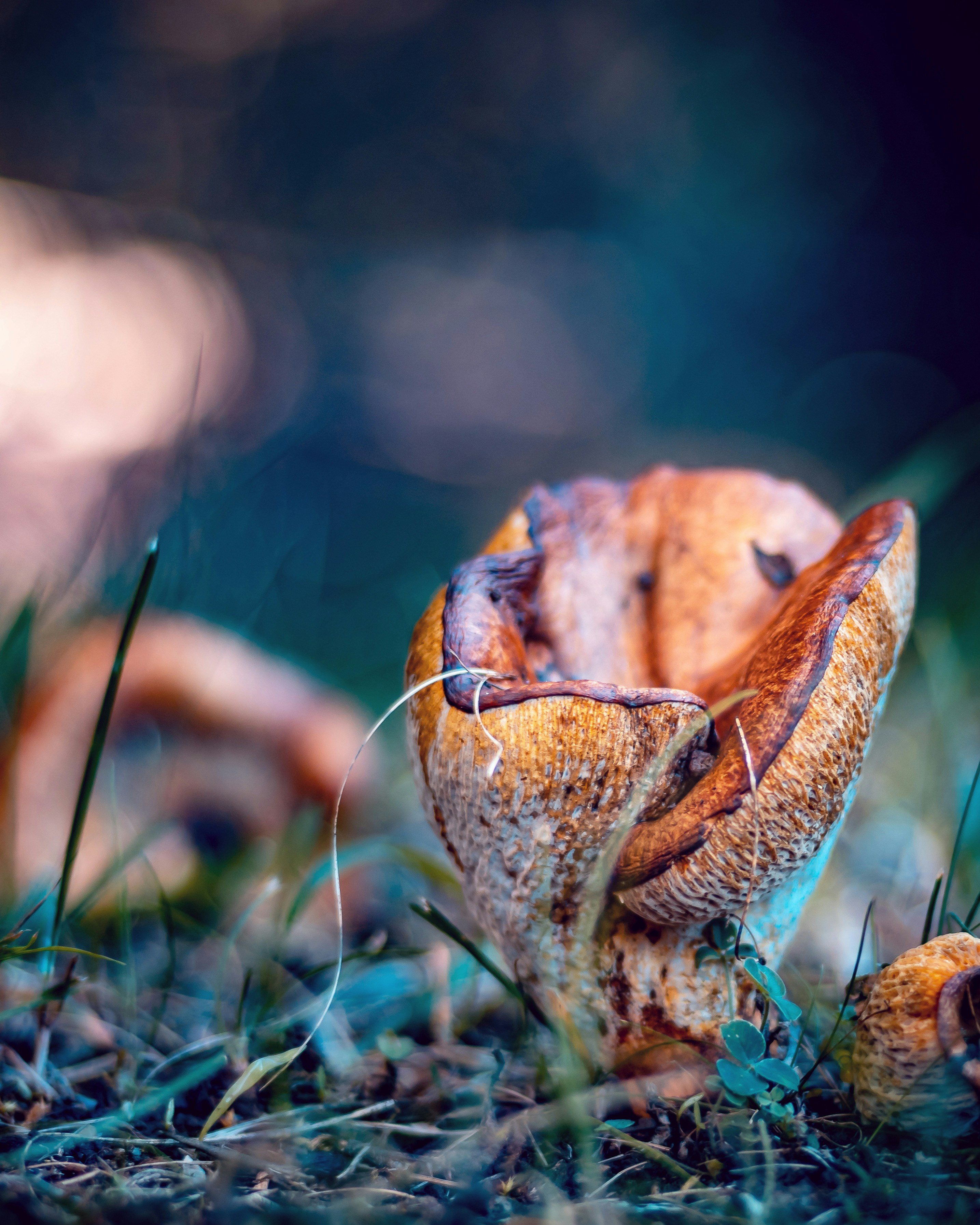 Macro Portrait of a Weathered Mushroom Guarded by Blurred Grass