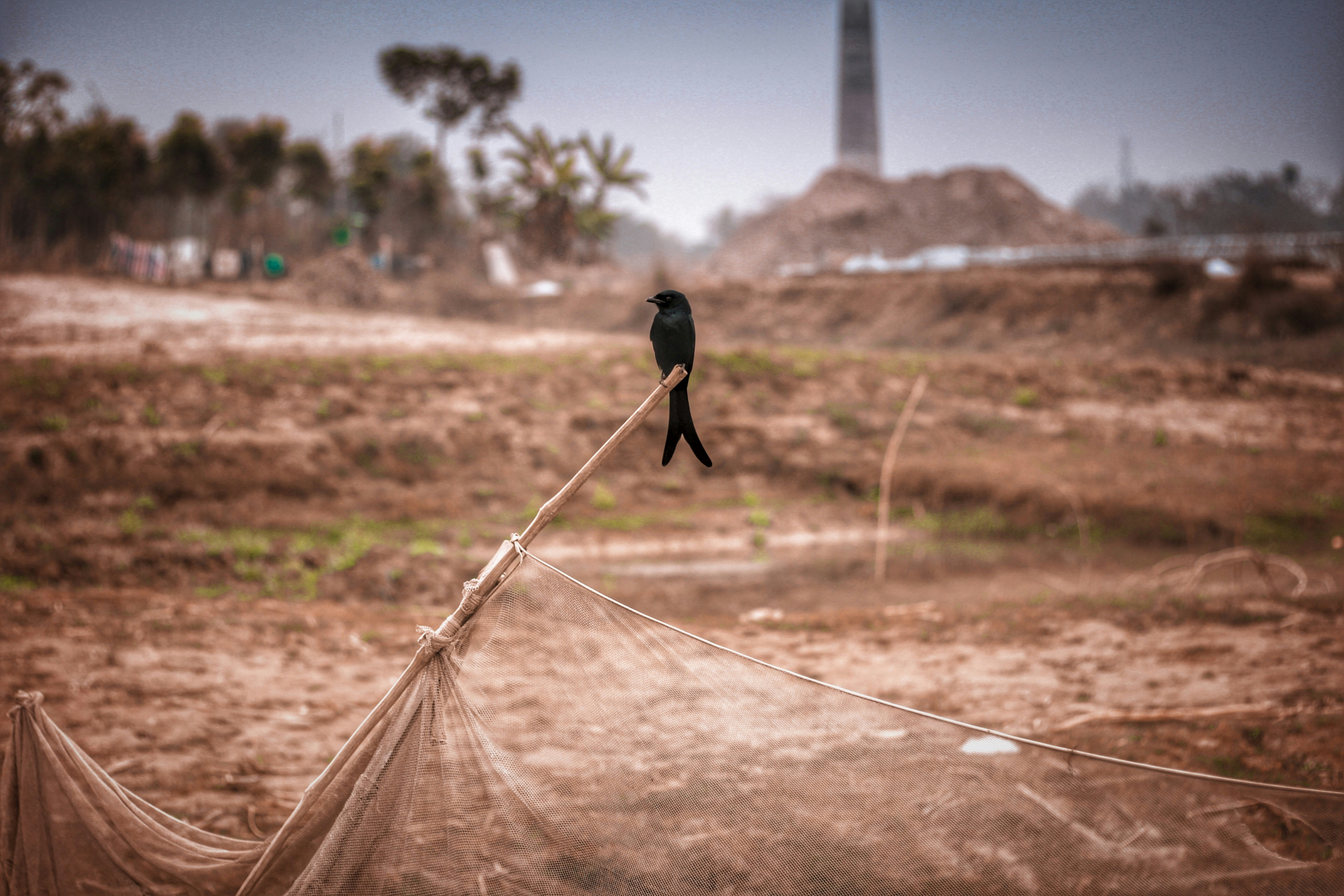 Raven on a Tensioned Thread: A Quiet Perch Amid Deserted Frames