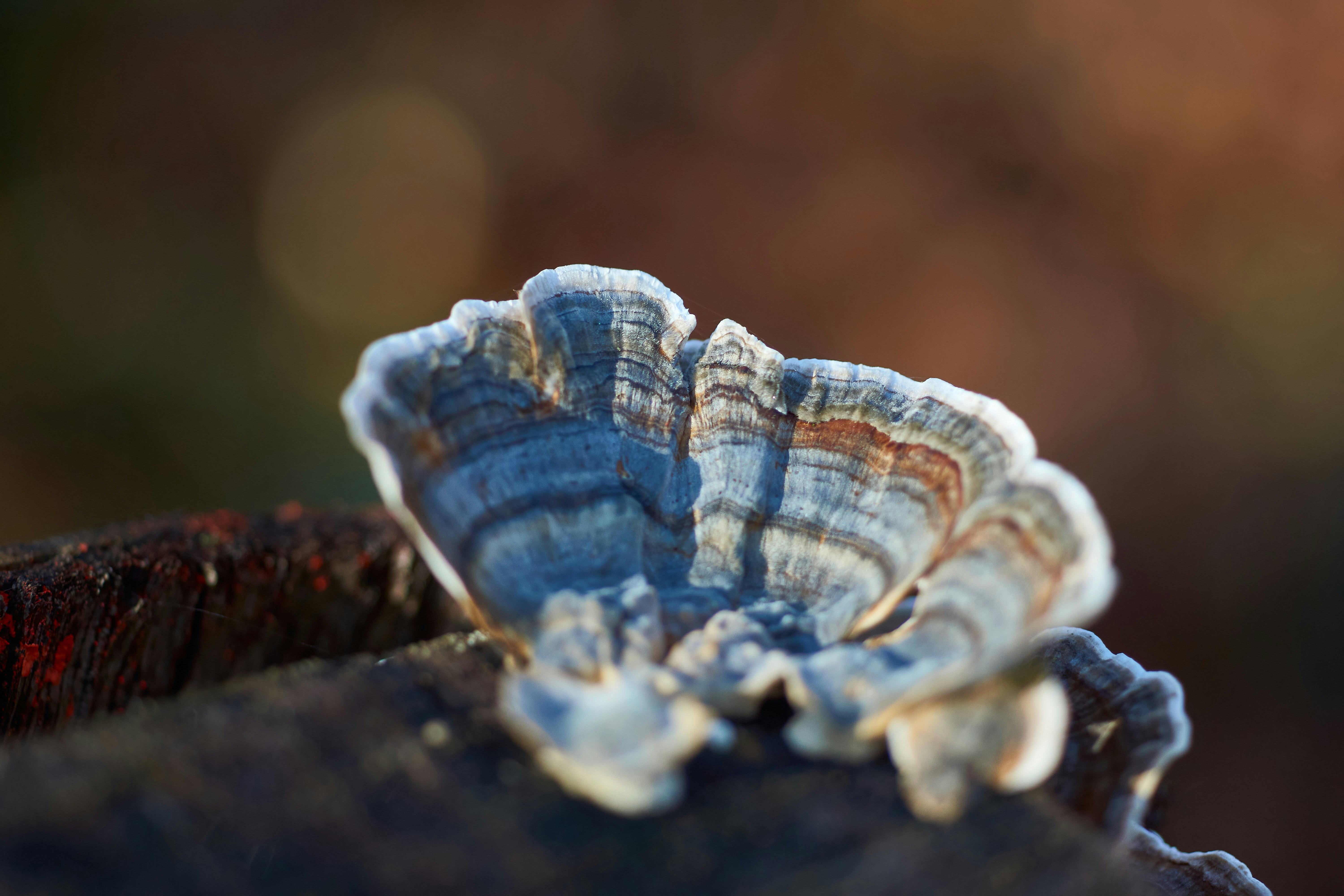 Close-up of a beautifully textured mushroom, showcasing intricate patterns and natural colors against a blurred background.