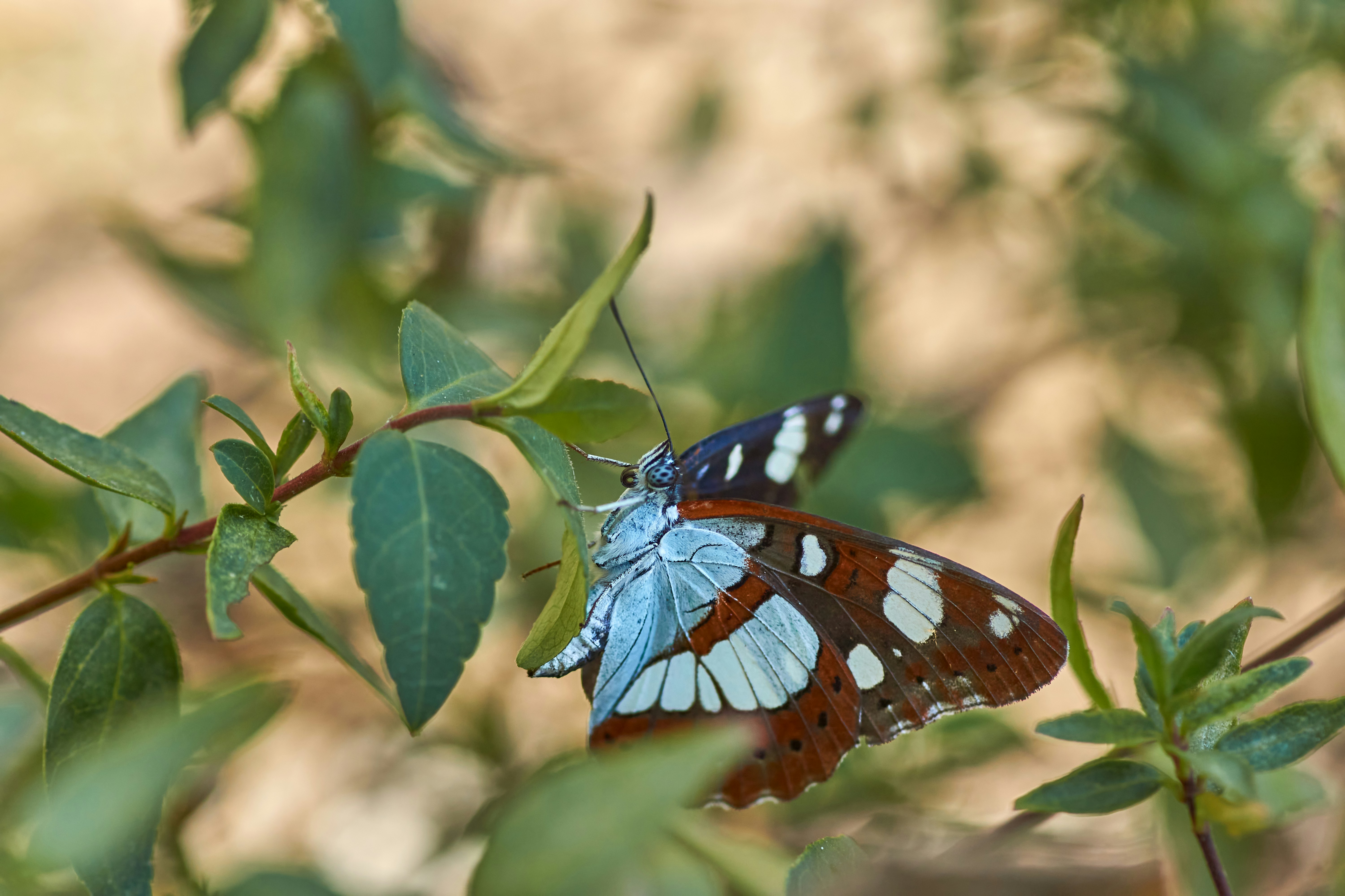 Azure-winged butterfly on sunlit shrub: a whisper of blue on green