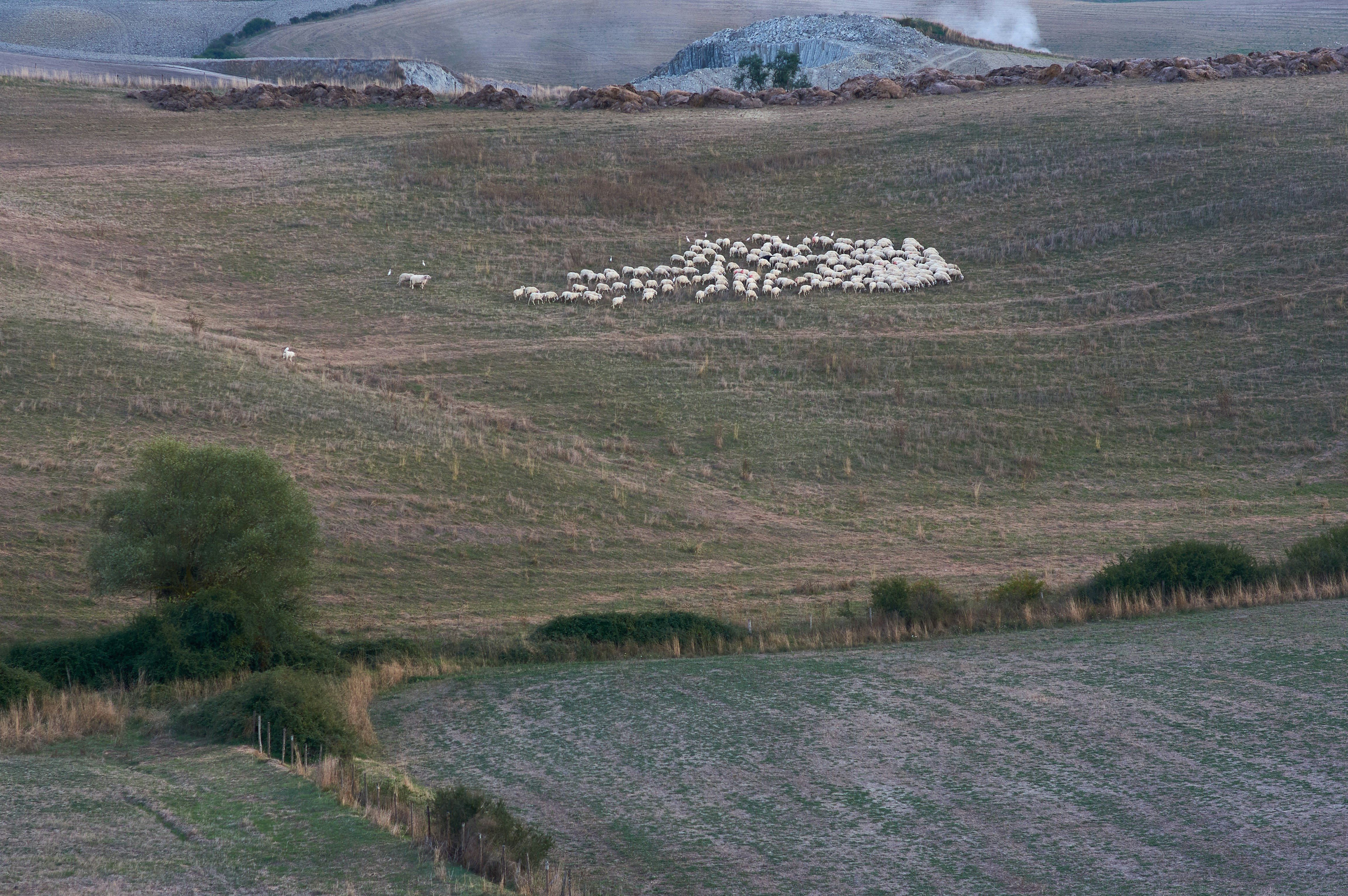 Herd on the Hill: a Quiet Parade Across Patchwork Farmland