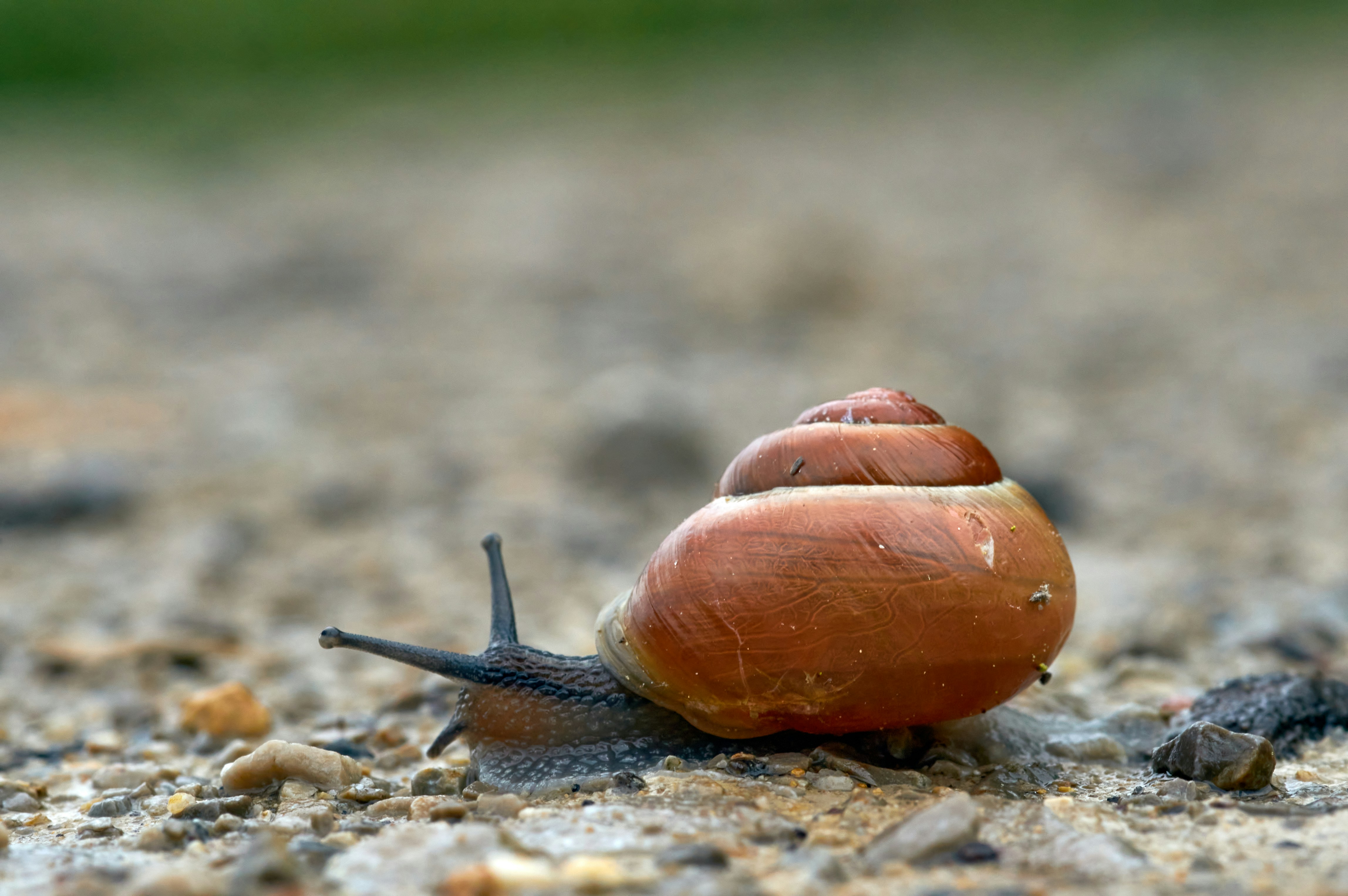 A close-up view of a garden snail gliding over a textured surface, showcasing its spiral shell and delicate antennae.