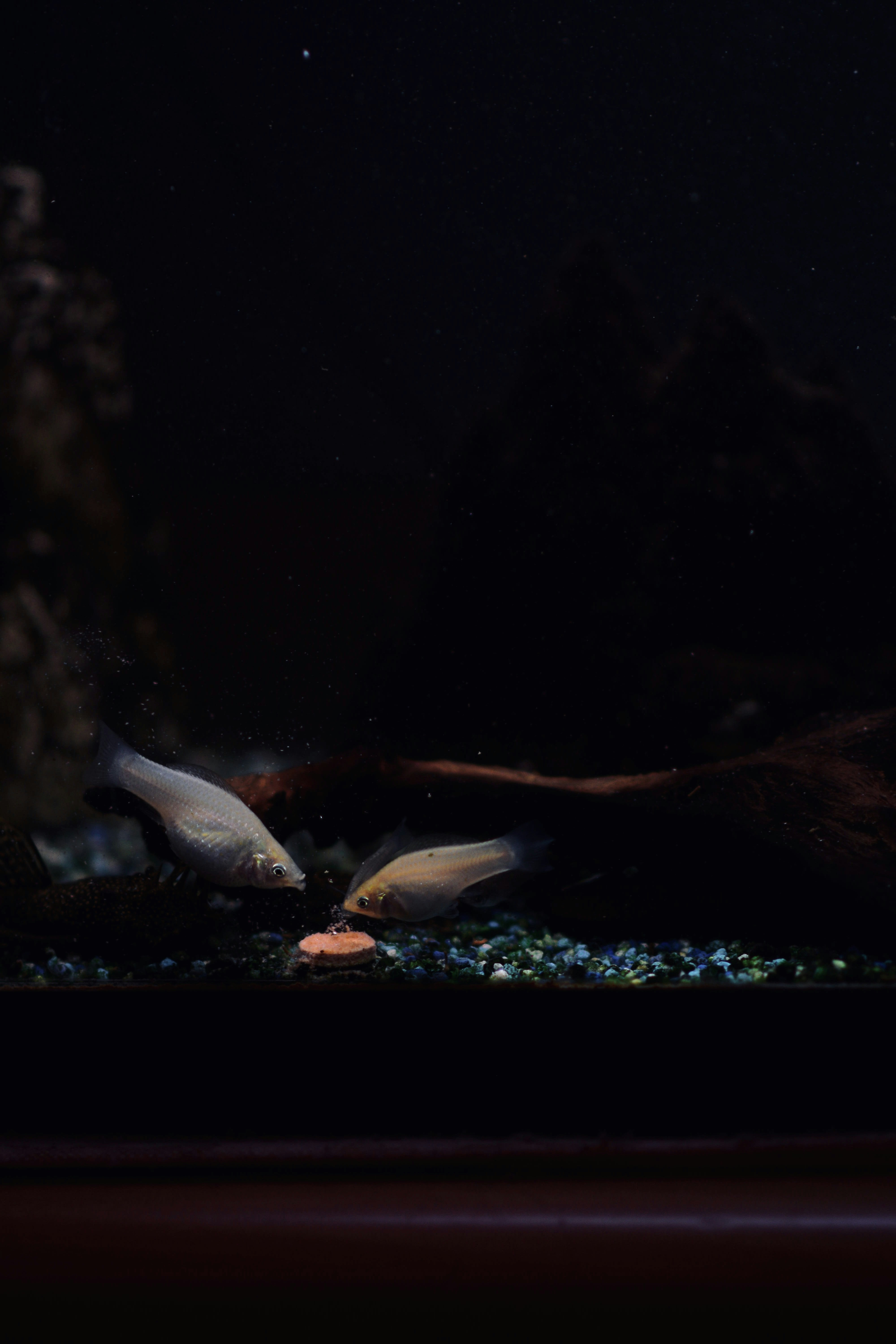 White and gray fish in water photo – Free Animal Image on Unsplash