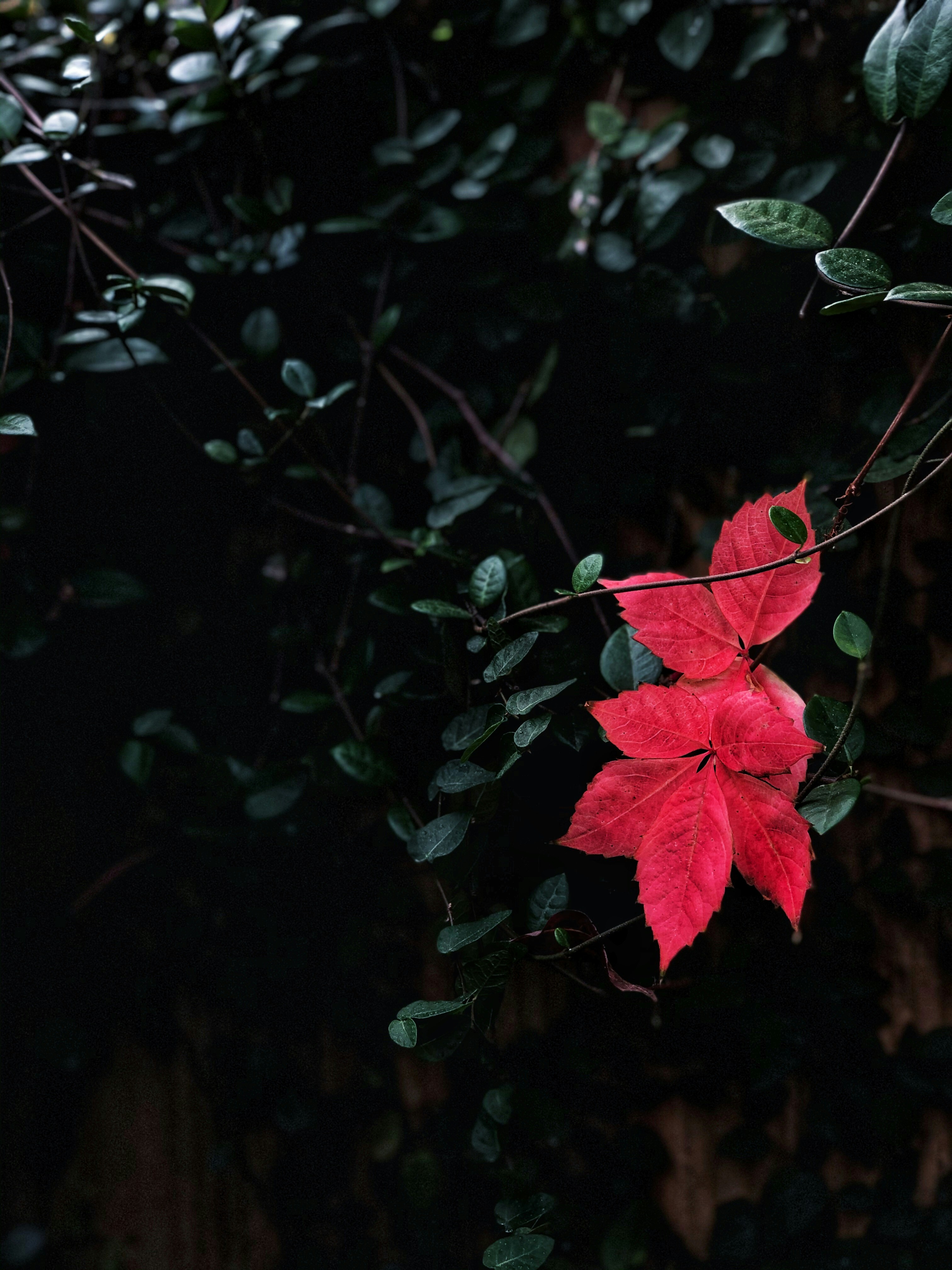 Crimson Leaf Amid Dark Vines
