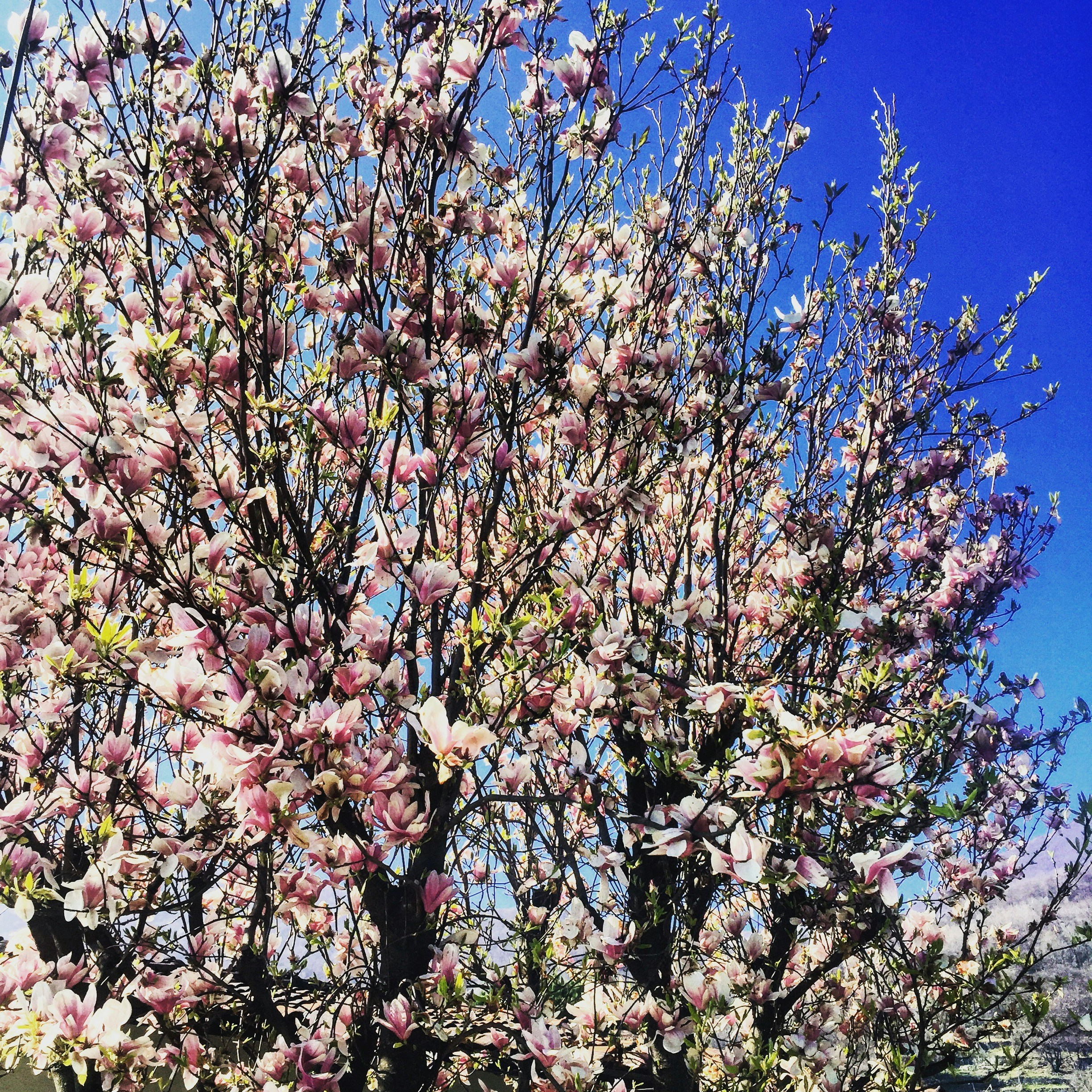 Magnolia tree adorned with vibrant pink blossoms against a clear blue sky.