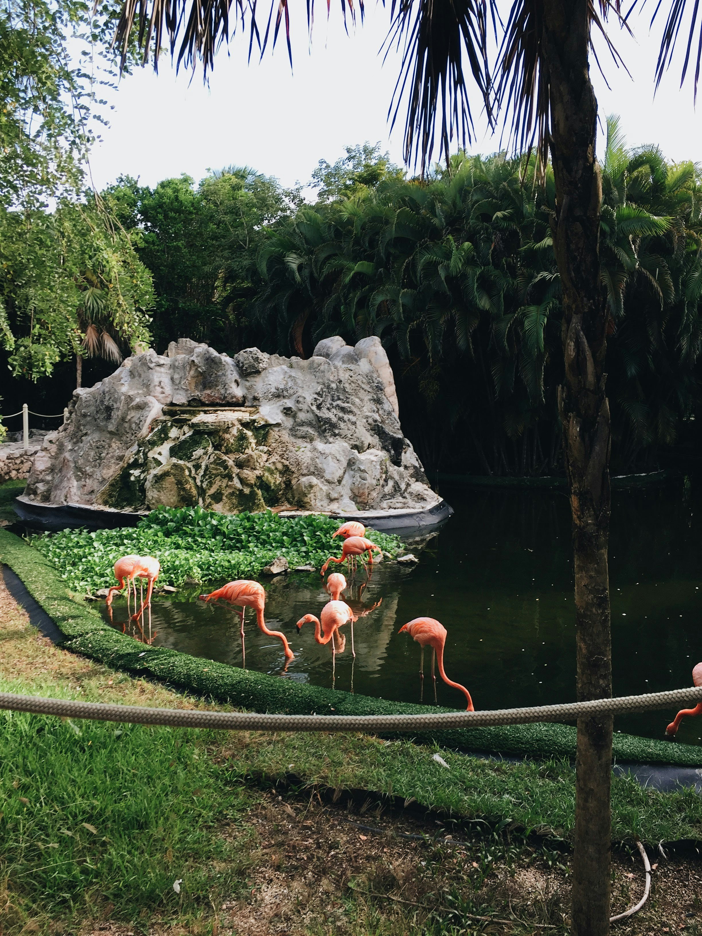 Group of flamingos wading in a serene pond surrounded by lush greenery and a rocky structure. The scene captures a tranquil moment in a natural habitat.