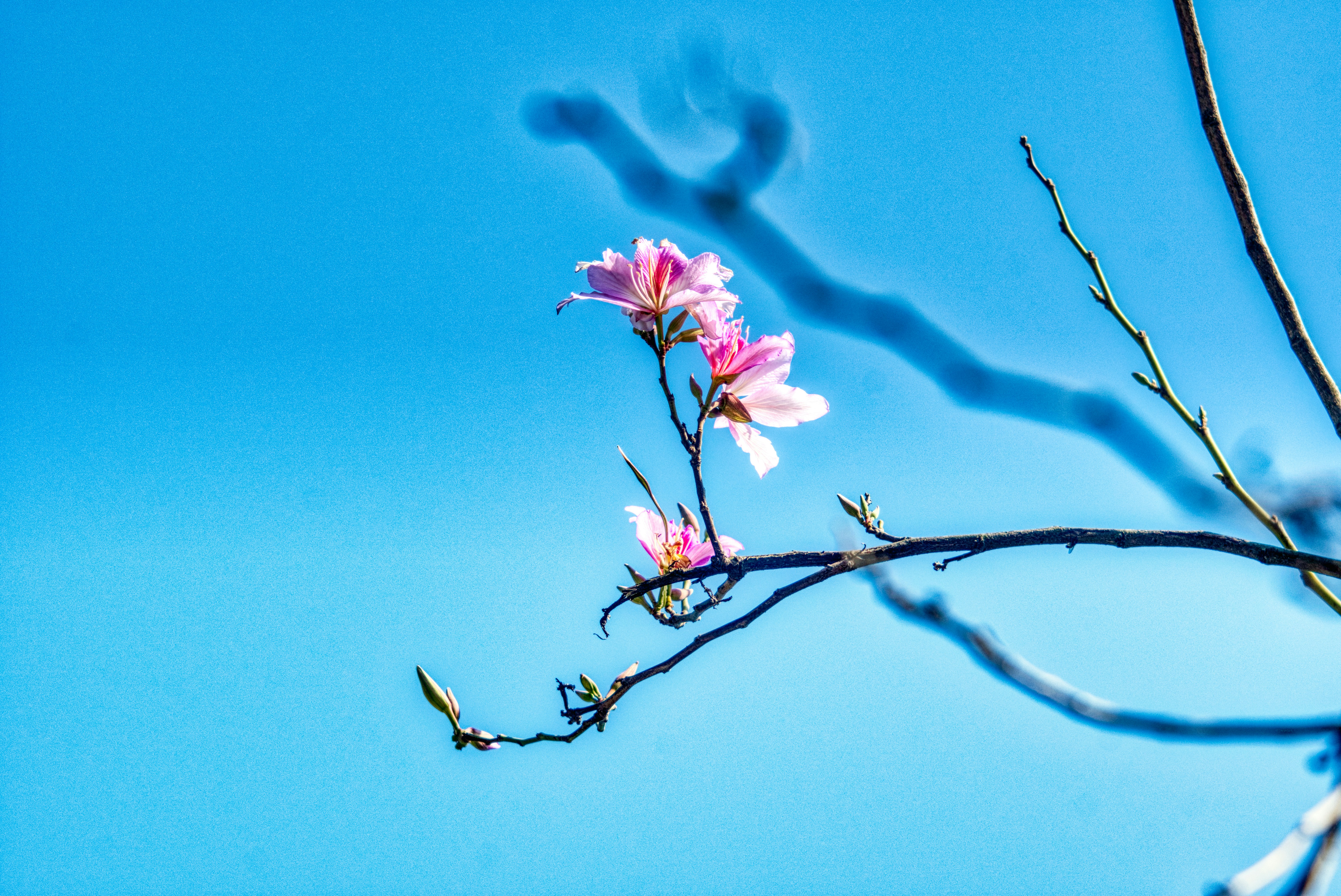Pink Bloom on a Narrow Twig Against a Cerulean Sky