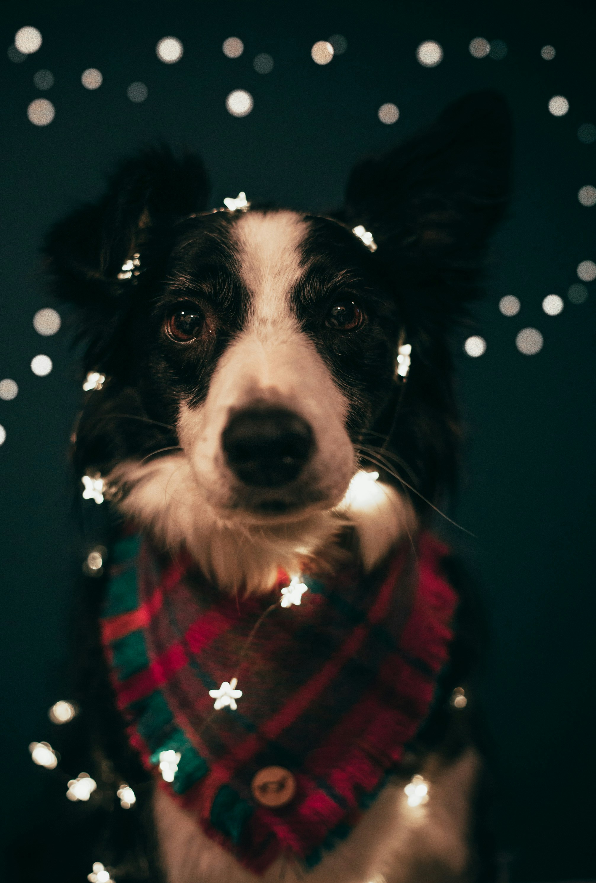 Border collie adorned with a plaid scarf, surrounded by soft, glowing lights against a dark backdrop.