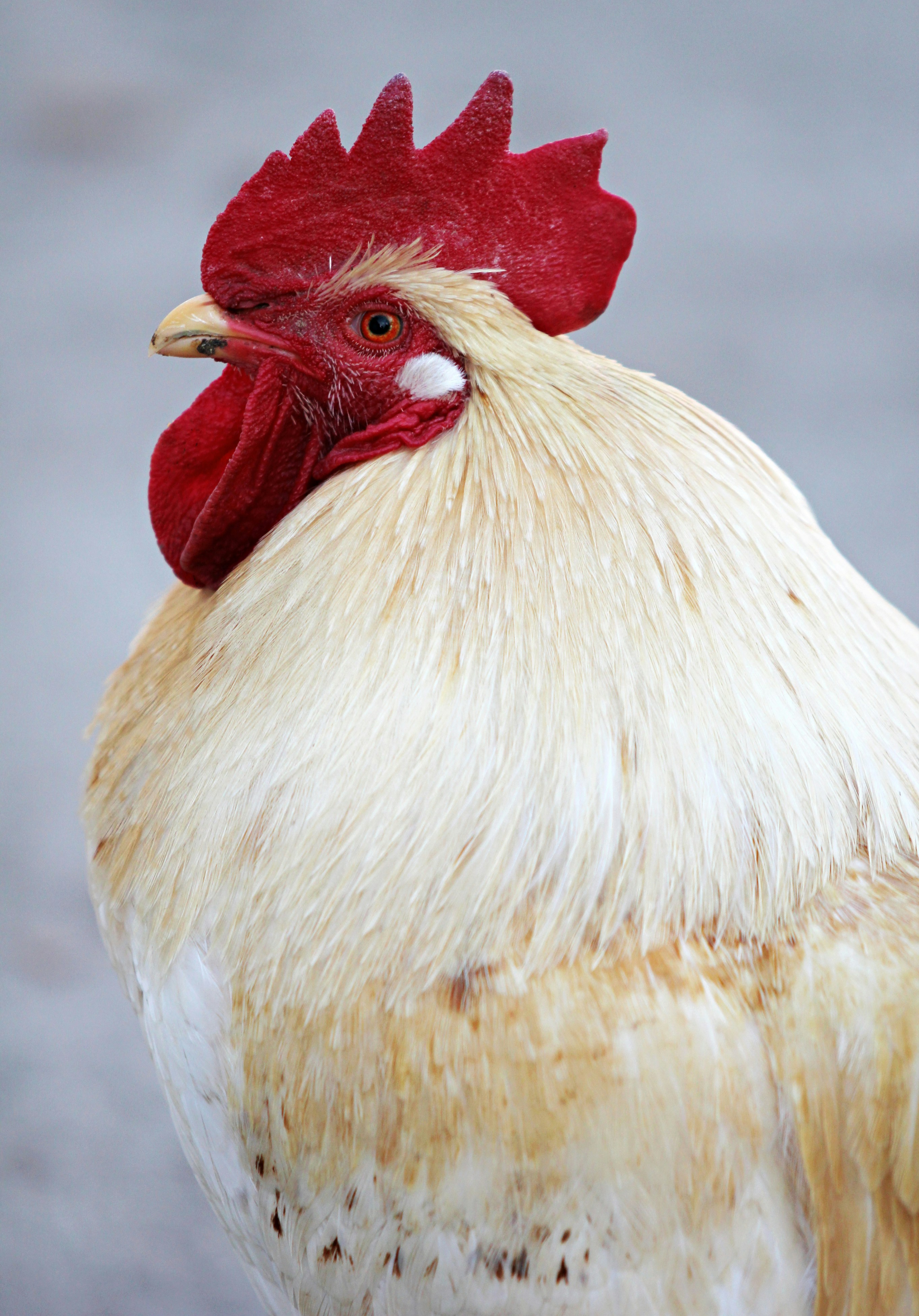 Définition de capon | Dictionnaire français