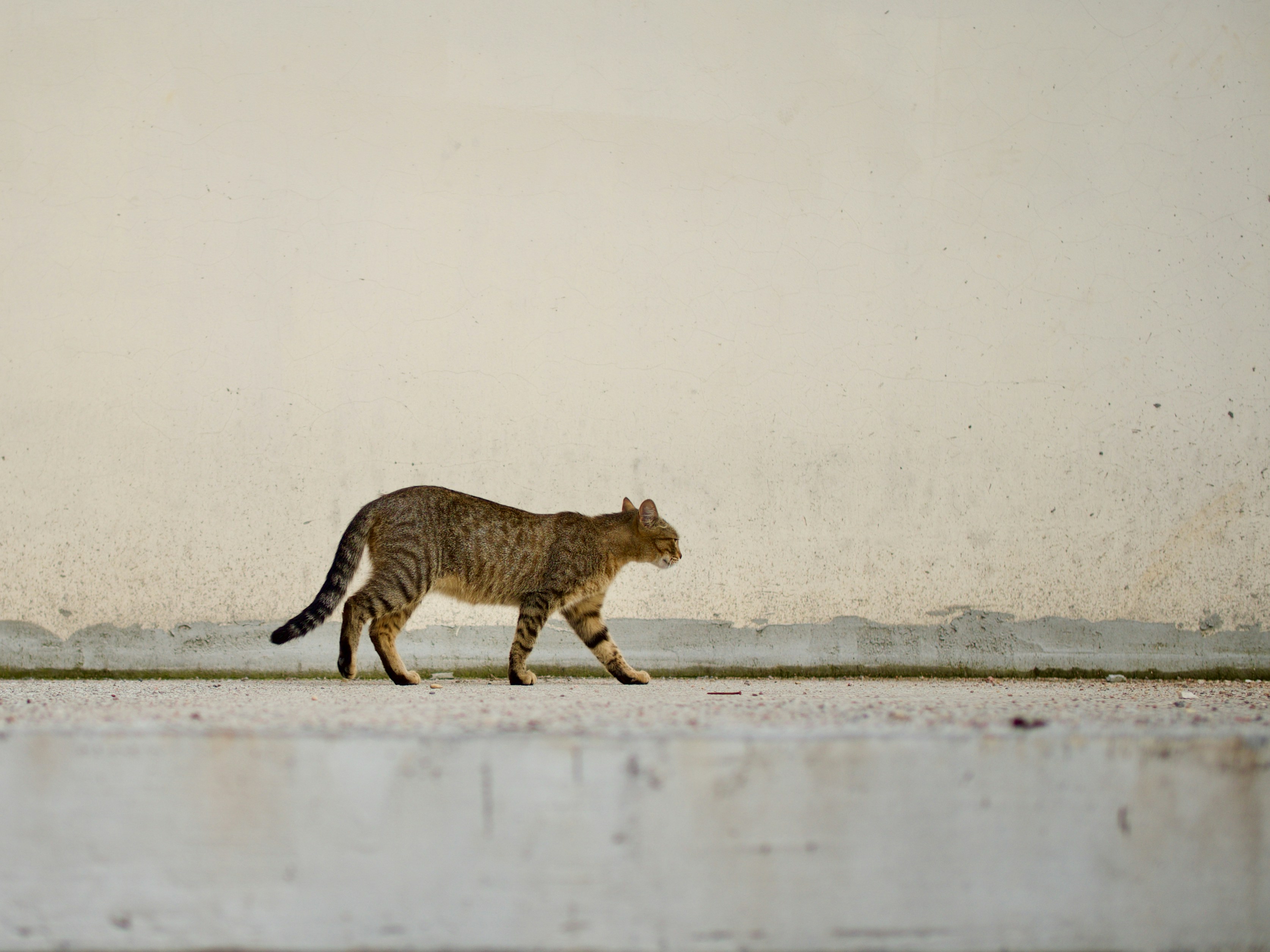 Striped Wanderer on a Silent Seashore