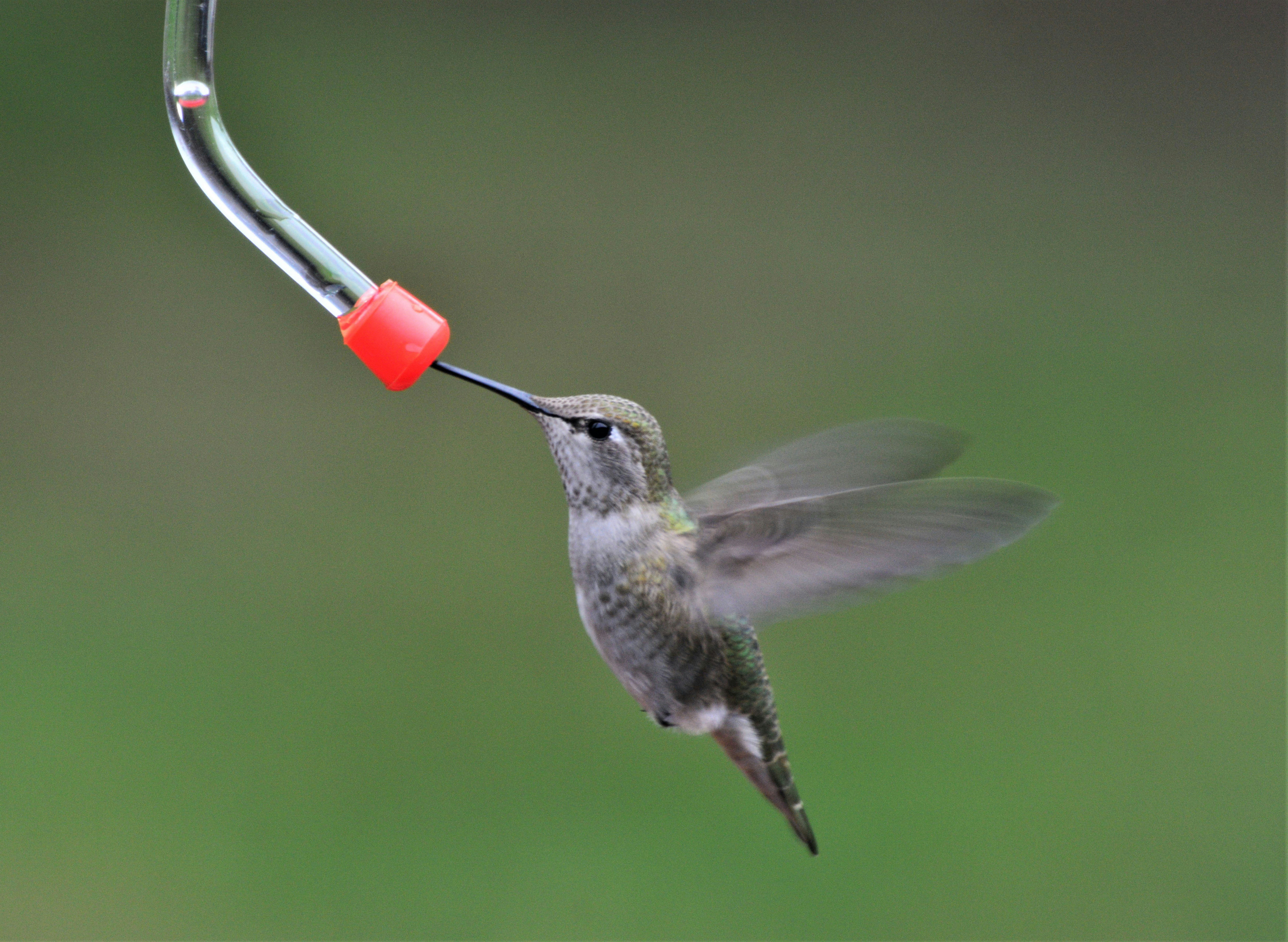 Brown humming bird flying during daytime photo – Free Animal Image on ...