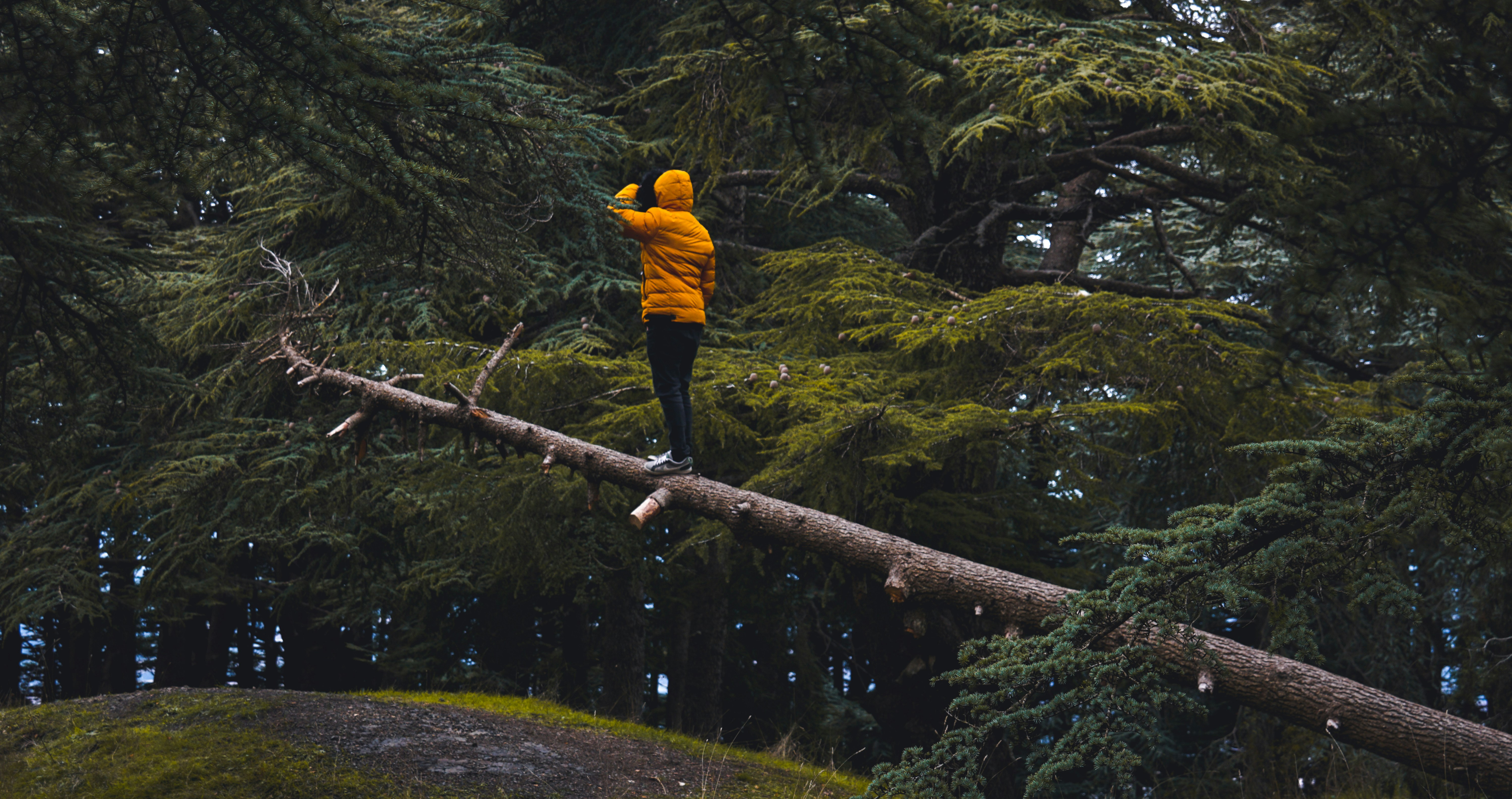 Orange-clad Balance on a Fallen Timber Spine in a Quiet Evergreen