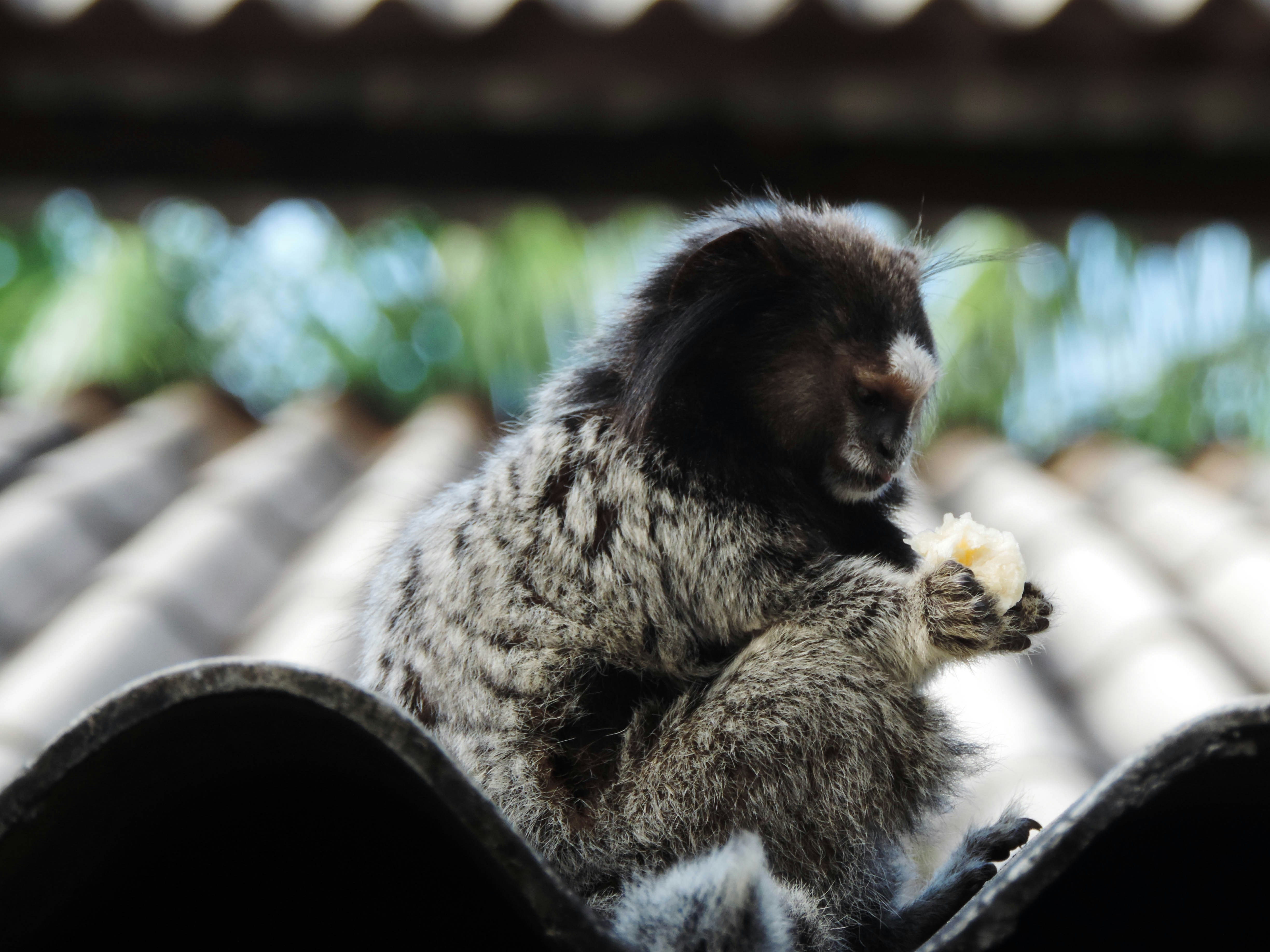 A marmoset perched on a roof edge, enjoying a piece of food amidst a blurred background of greenery and tiles.