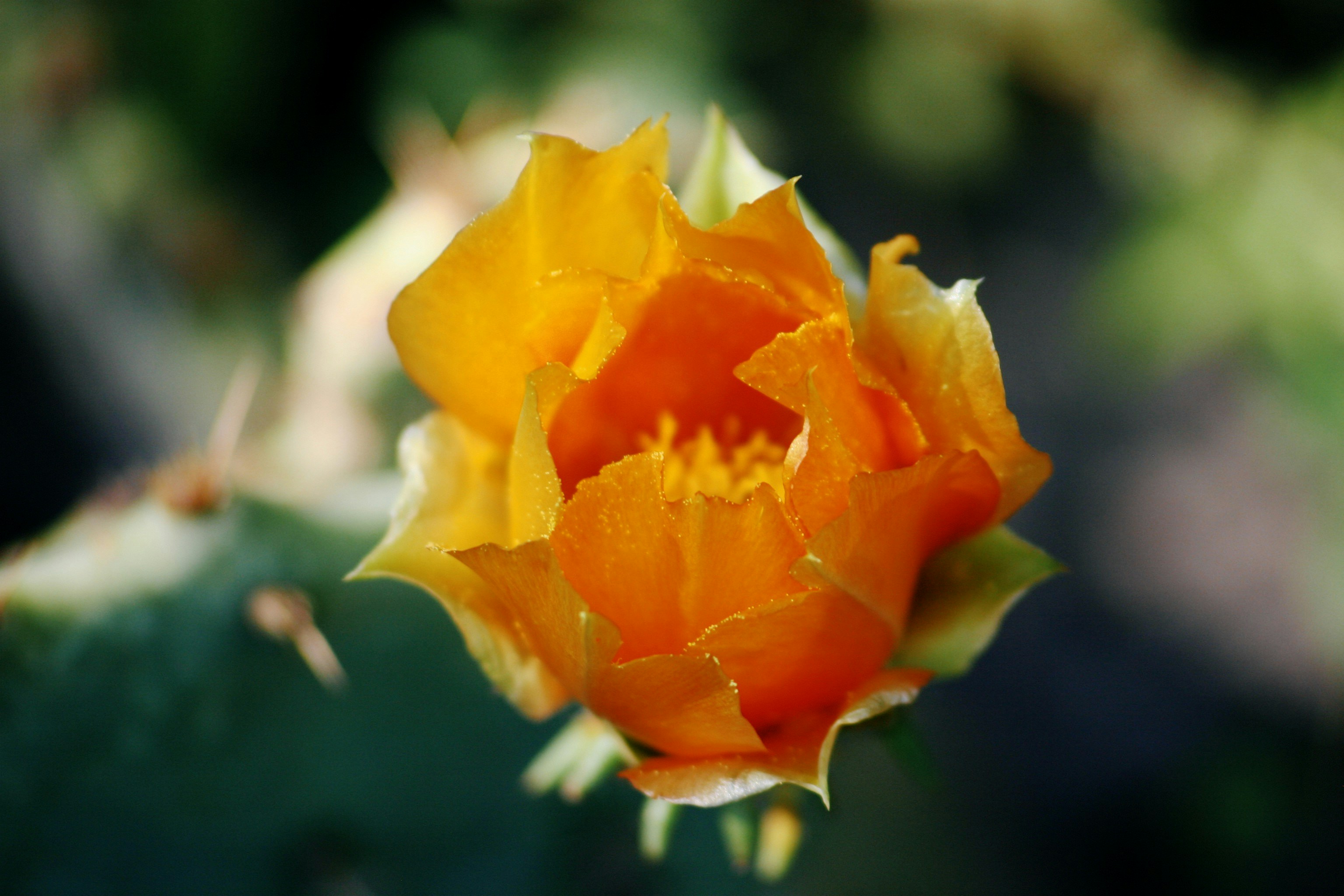 Vibrant orange cactus flower blooming against a blurred green background, showcasing intricate petal details and natural beauty.