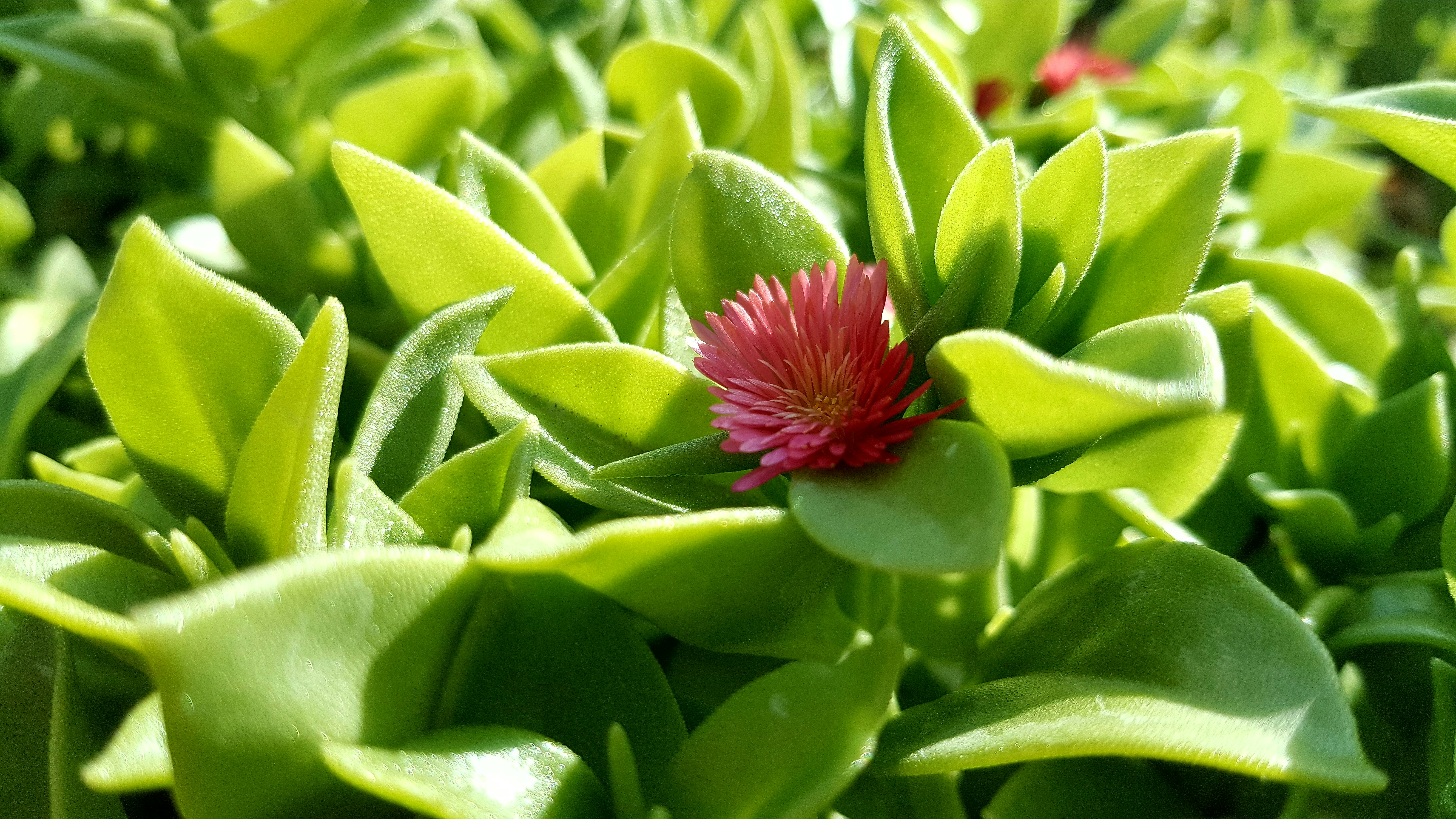 Pink Center Bloom: A lone flower amid glossy green succulents