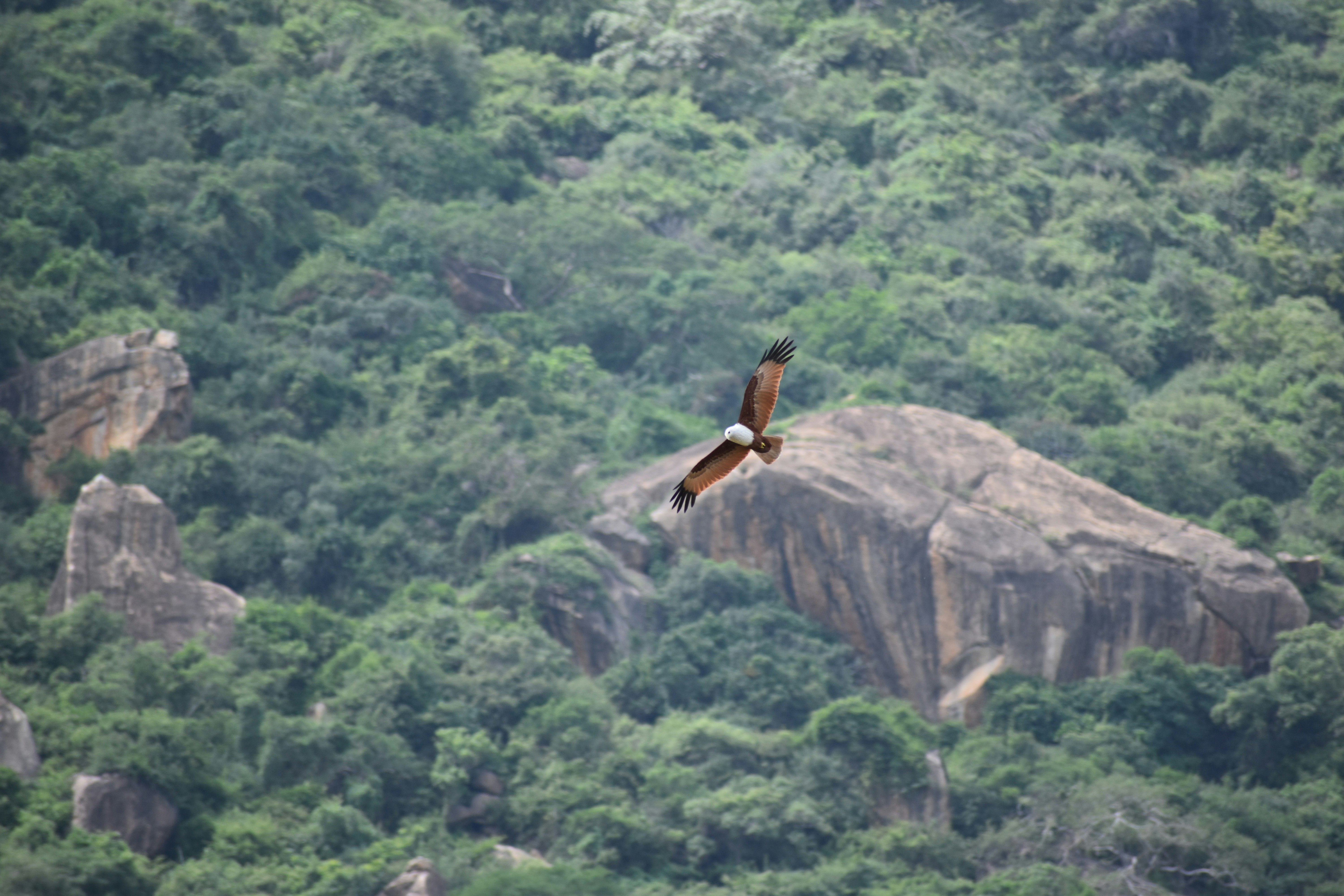 brown bird flying over the green trees during daytime