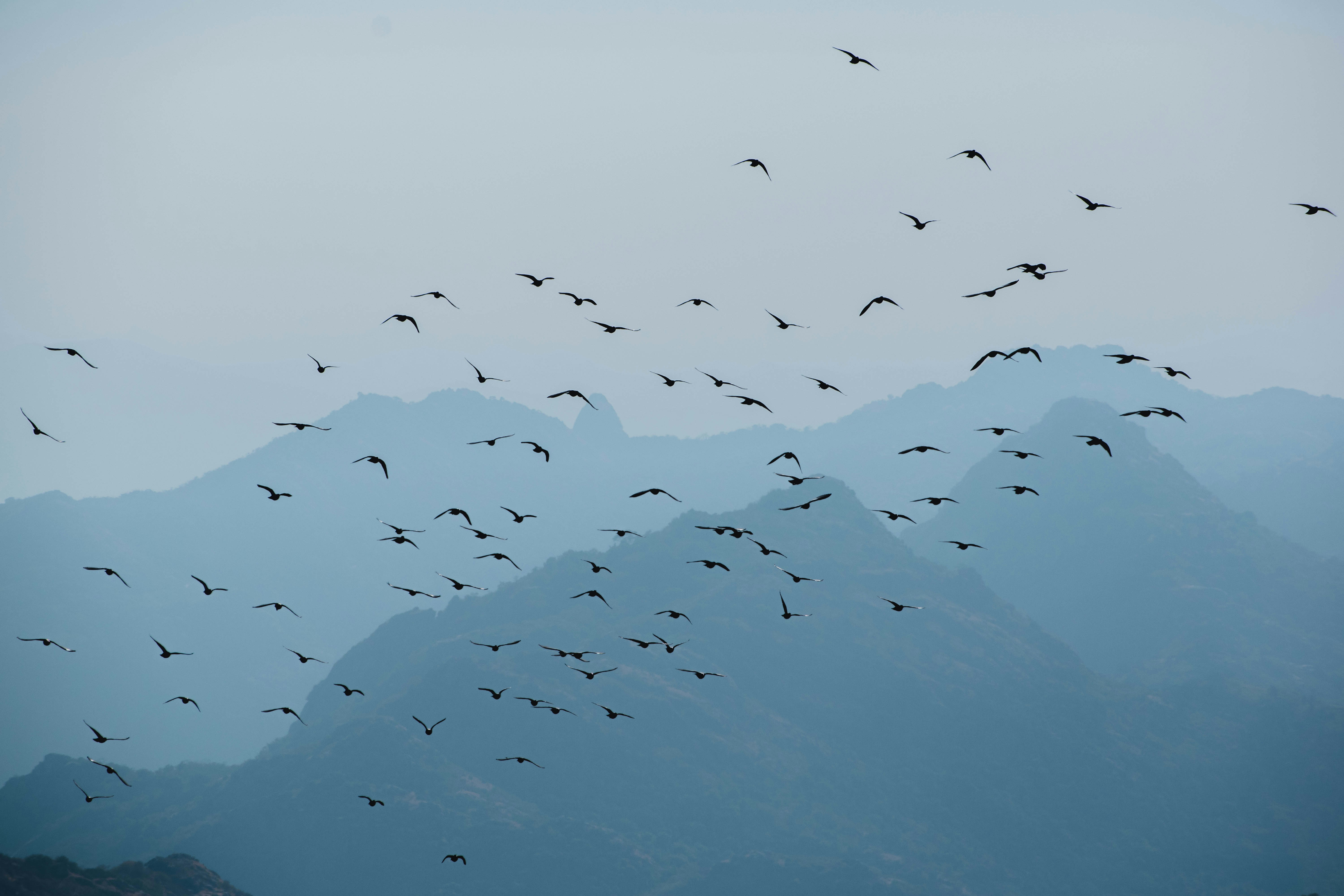 Flock of birds soaring over layered mountain ranges under a hazy sky.