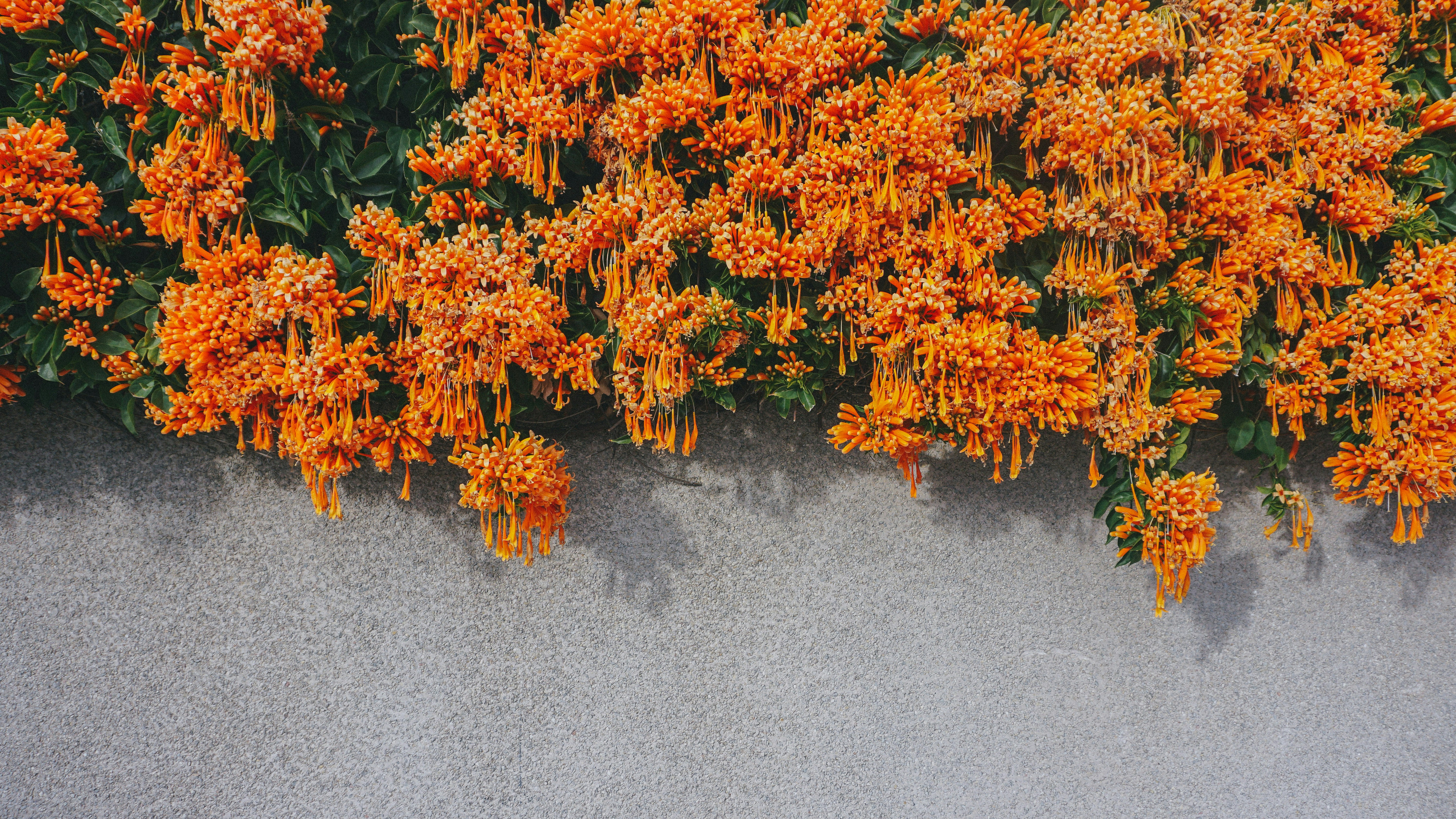 Sun-Warmed Orange Bouquets Fringing a Quiet Sidewalk