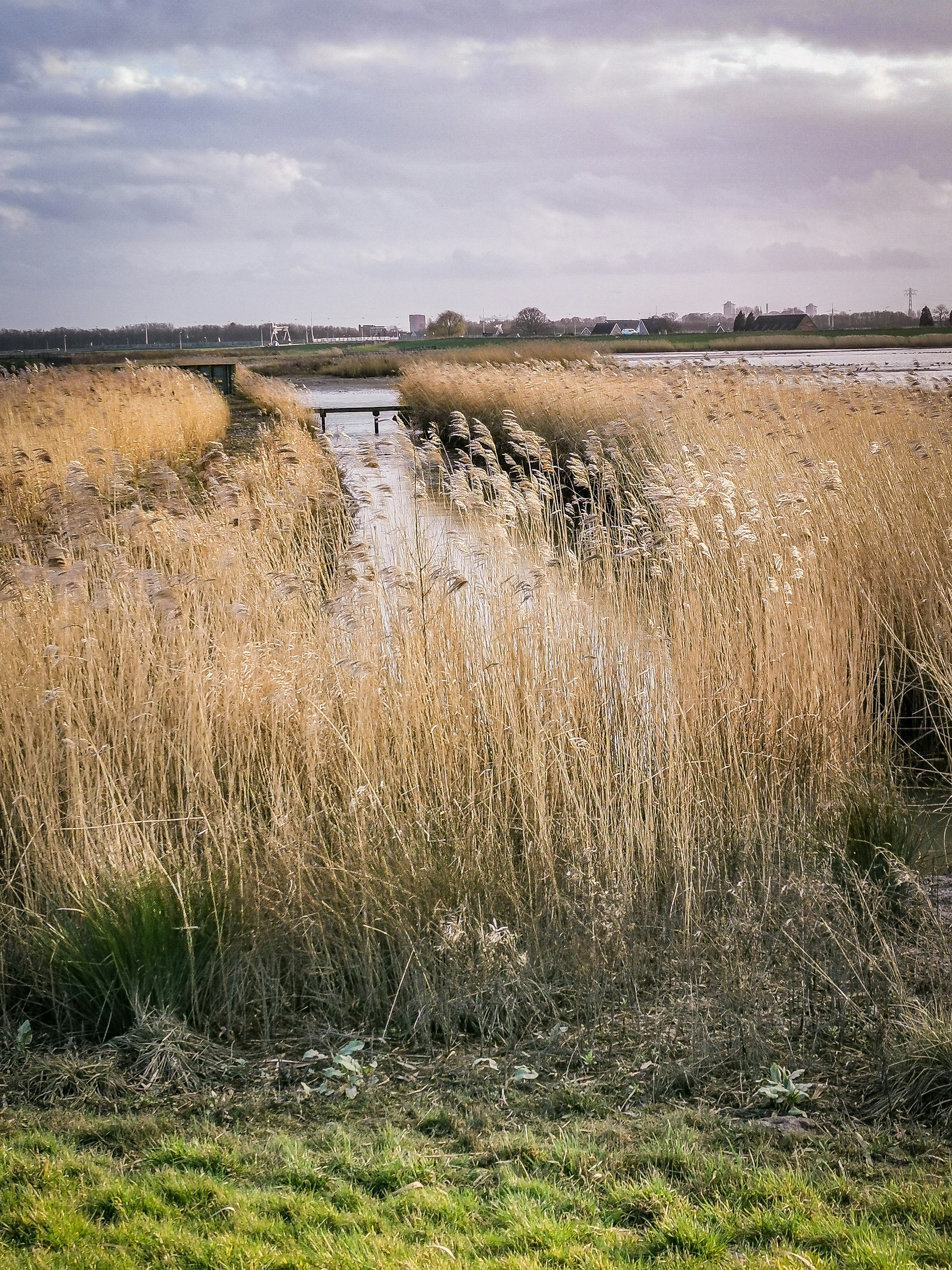 Golden Reeds Framing a Tranquil Canal at Dusk