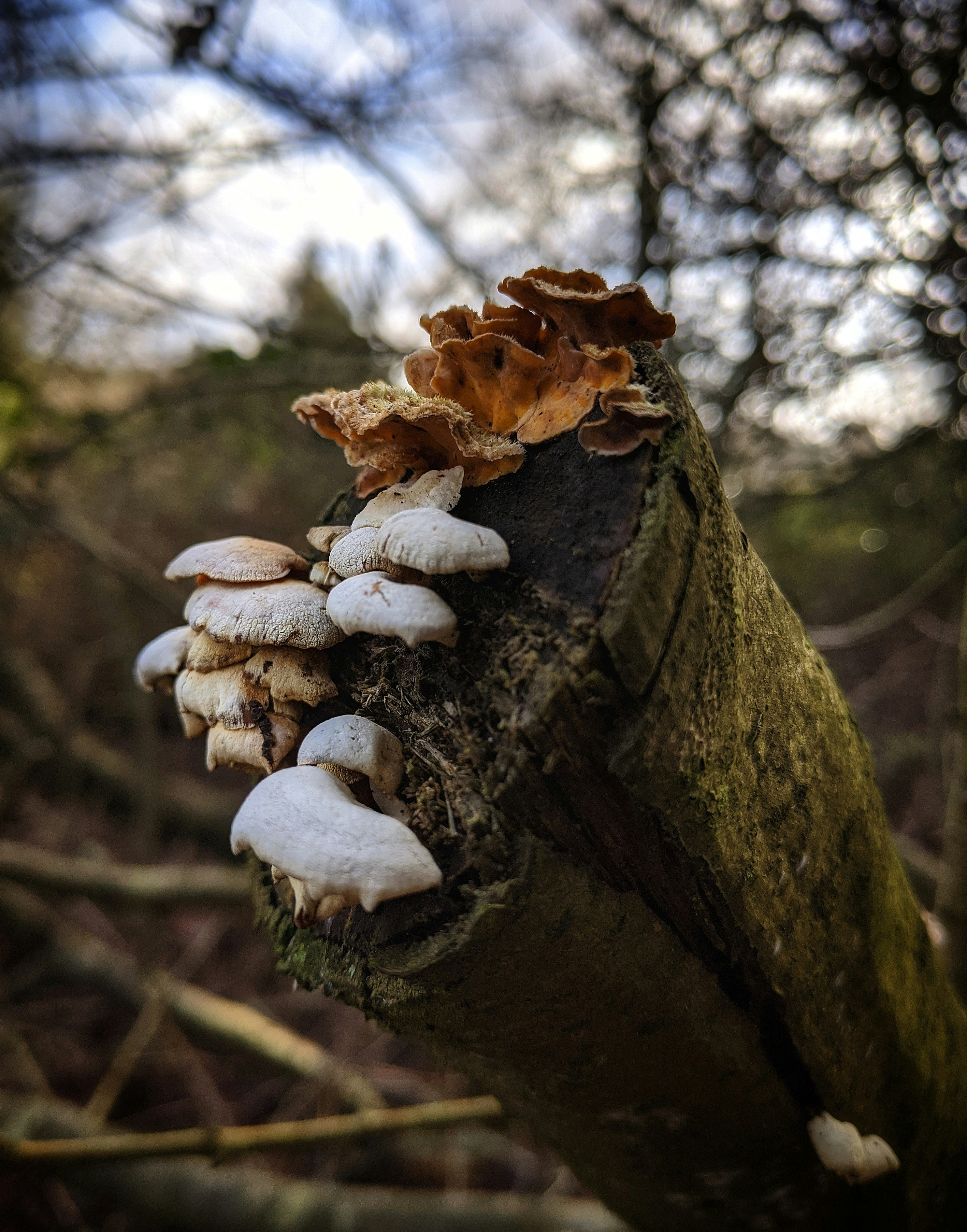 Shelf Fungi Cling to a Weathered Log in a Quiet Woodland