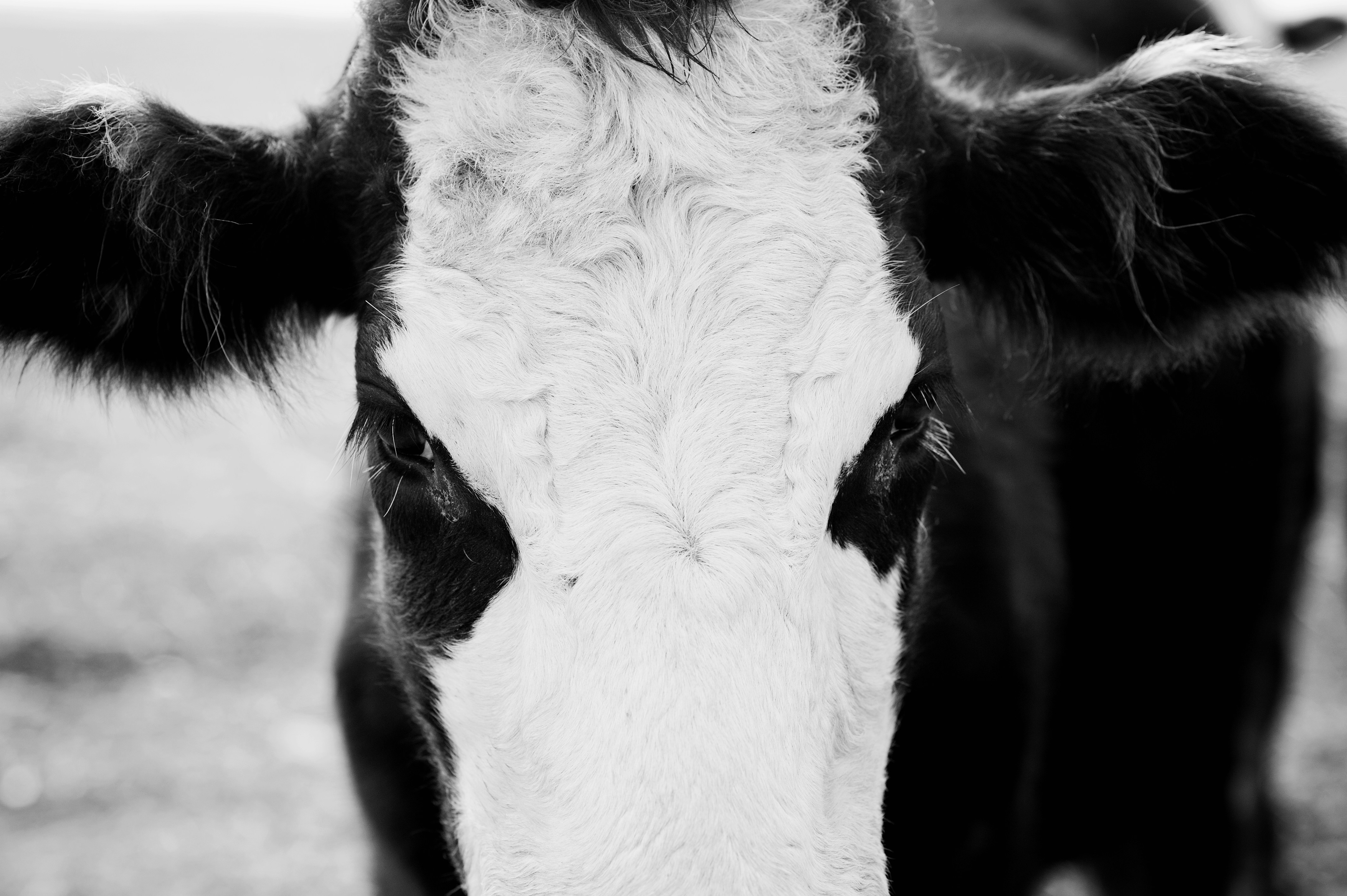Mono Gaze: Close-Up of a Holstein's Quiet Presence.