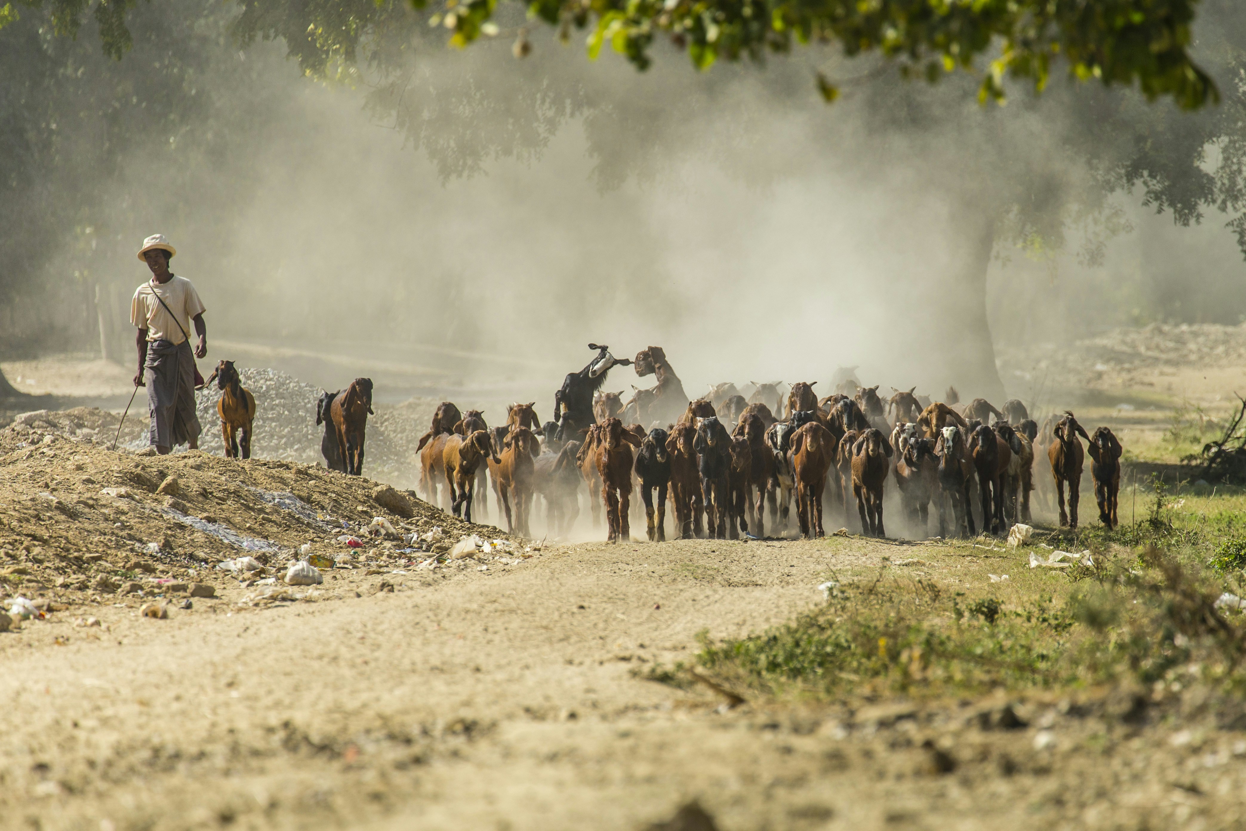 Horses on green grass field during daytime photo – Free อาณาจักรพุกาม ...